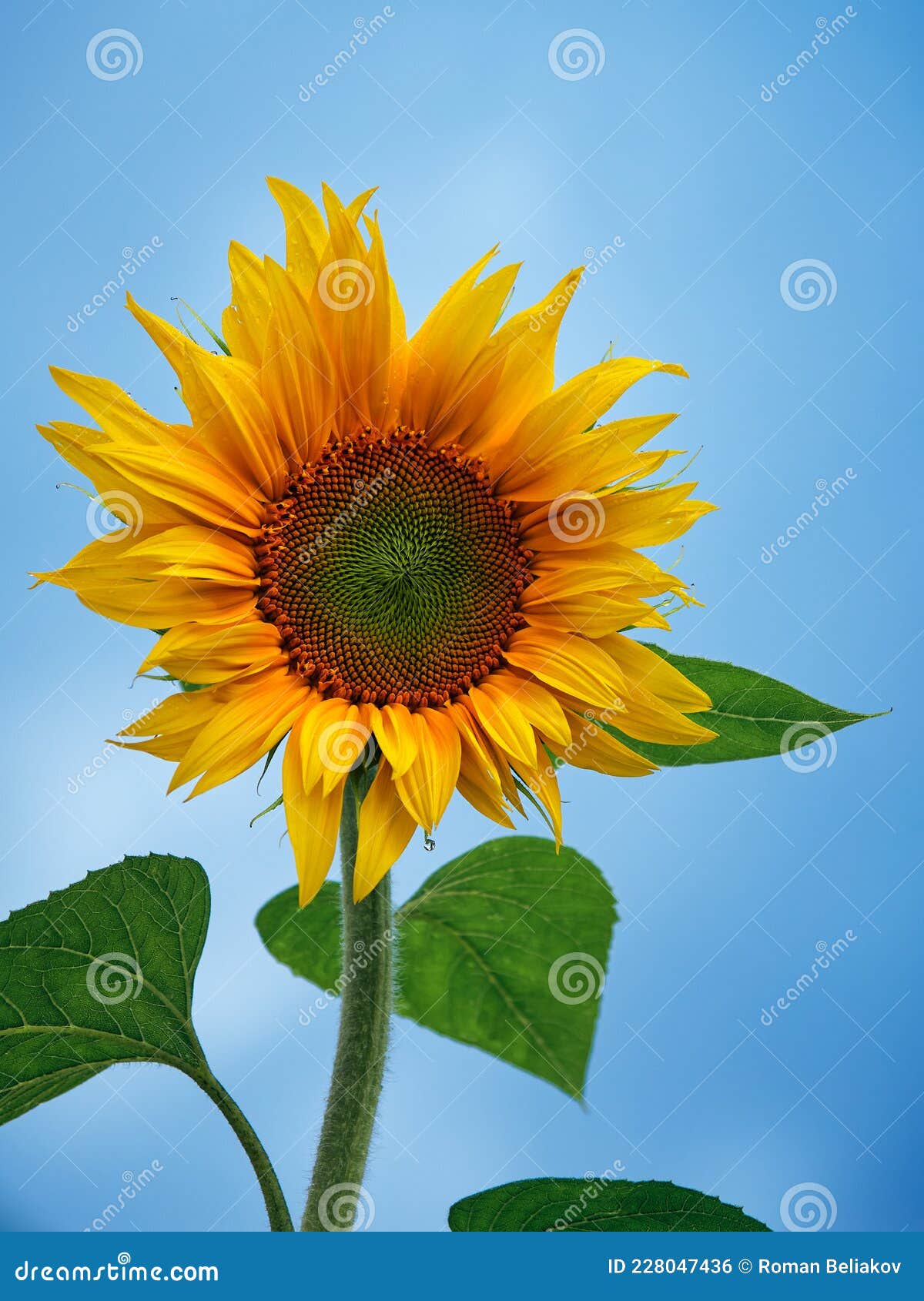 Sunflower on a Blue Background. Stock Photo - Image of colorful, field ...