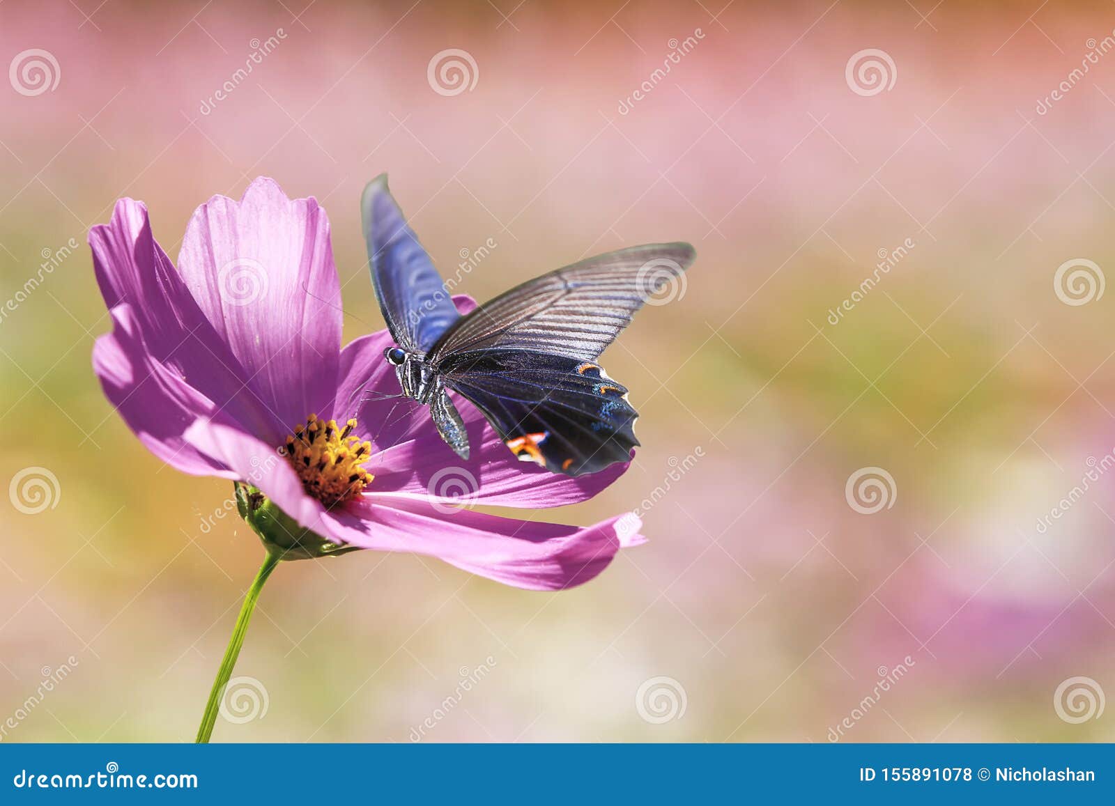 Sunflower and Blue Butterfly with Nice Light Stock Photo - Image of ...