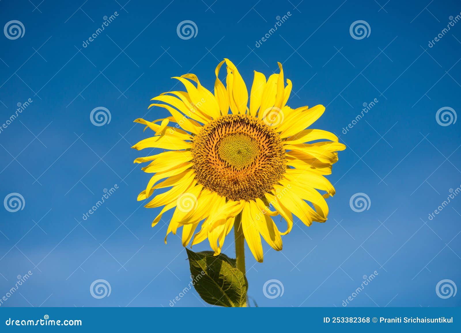 Sunflower with Blue Skysunflower with Blue Sky and Cloud Stock Photo ...