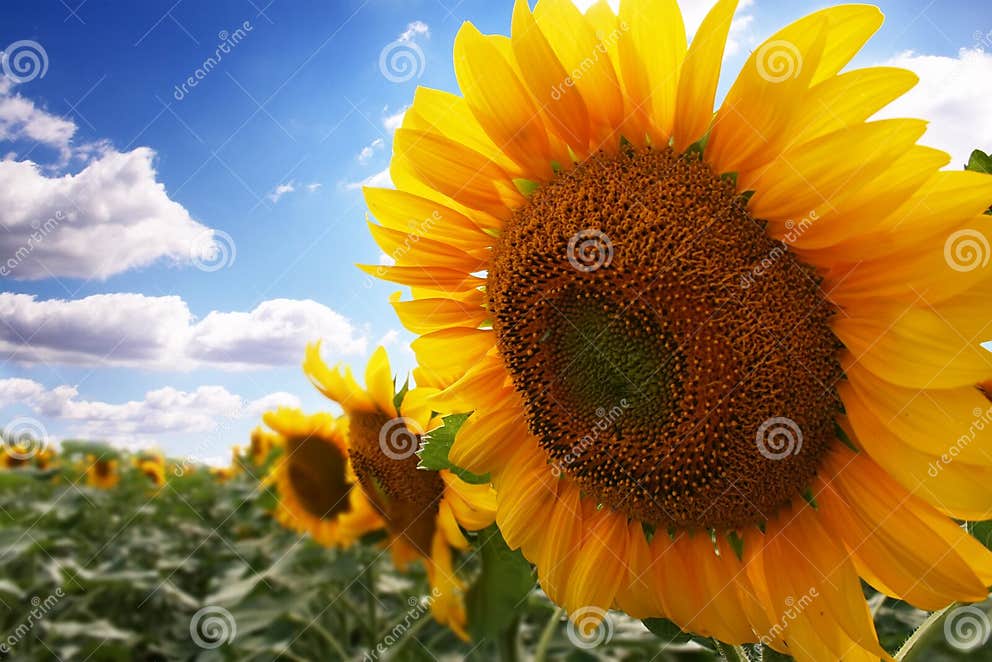 Sunflower with blue sky stock photo. Image of diet, macro - 5232602