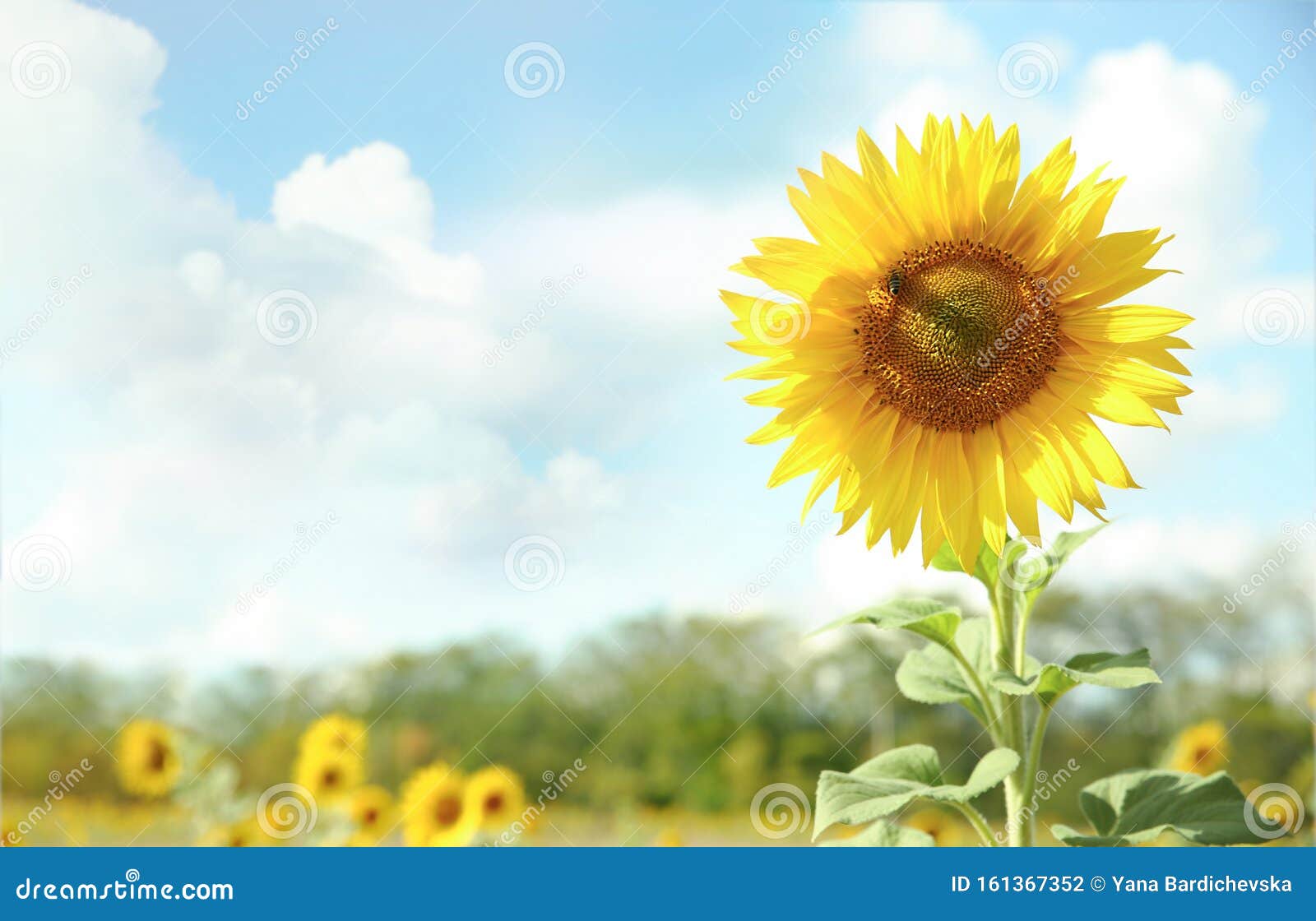 Sunflower on Blue Sky Background,horizontal Landscape Stock Photo ...