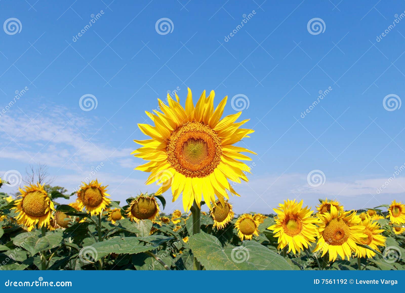 Sunflower board. stock photo. Image of clouds, field, gold - 7561192