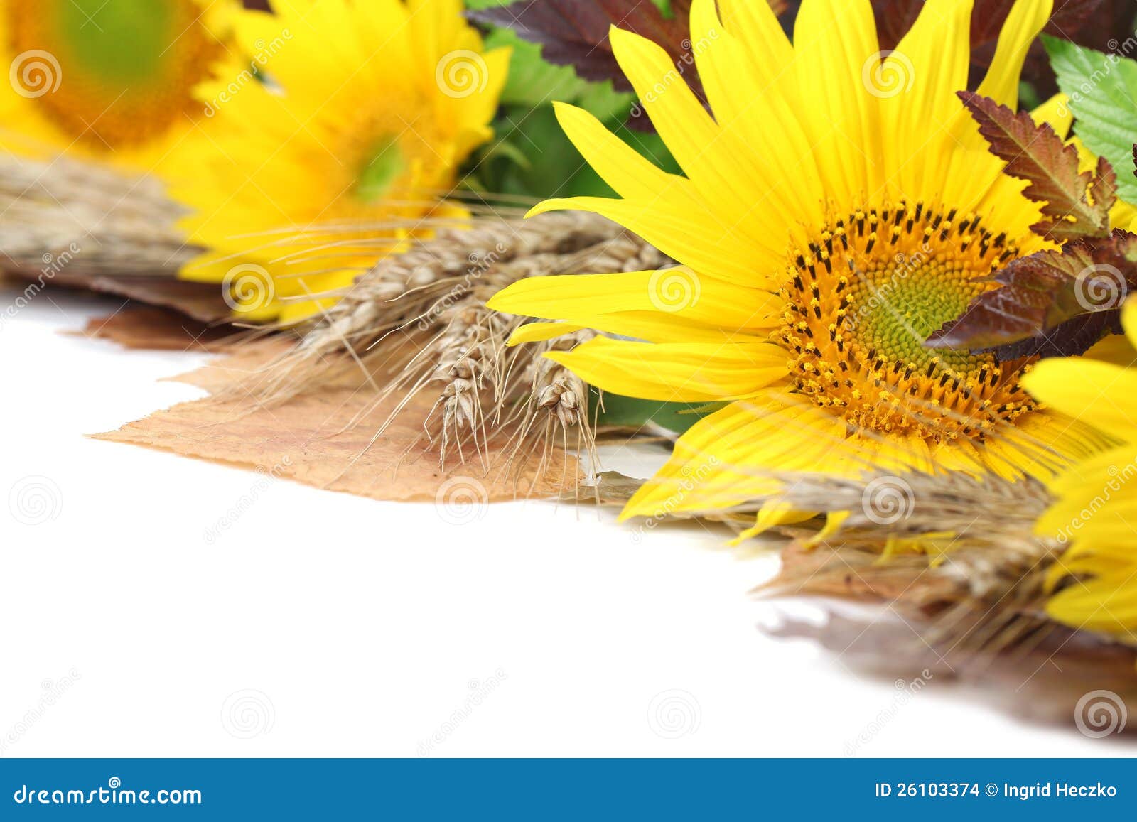 Sunflower border stock photo. Image of nobody, fall, brown - 26103374