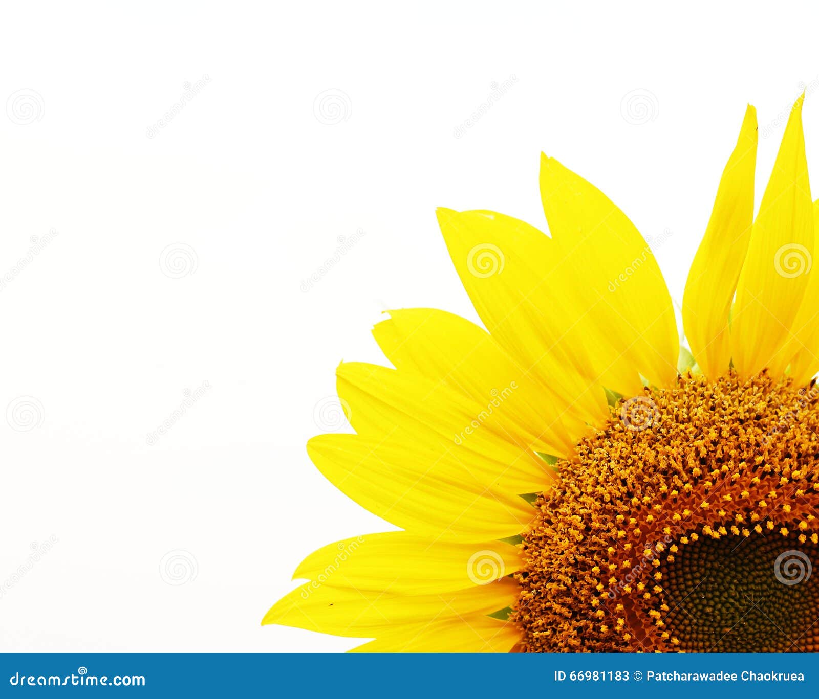 Sunflower border stock image. Image of floral, field - 66981183