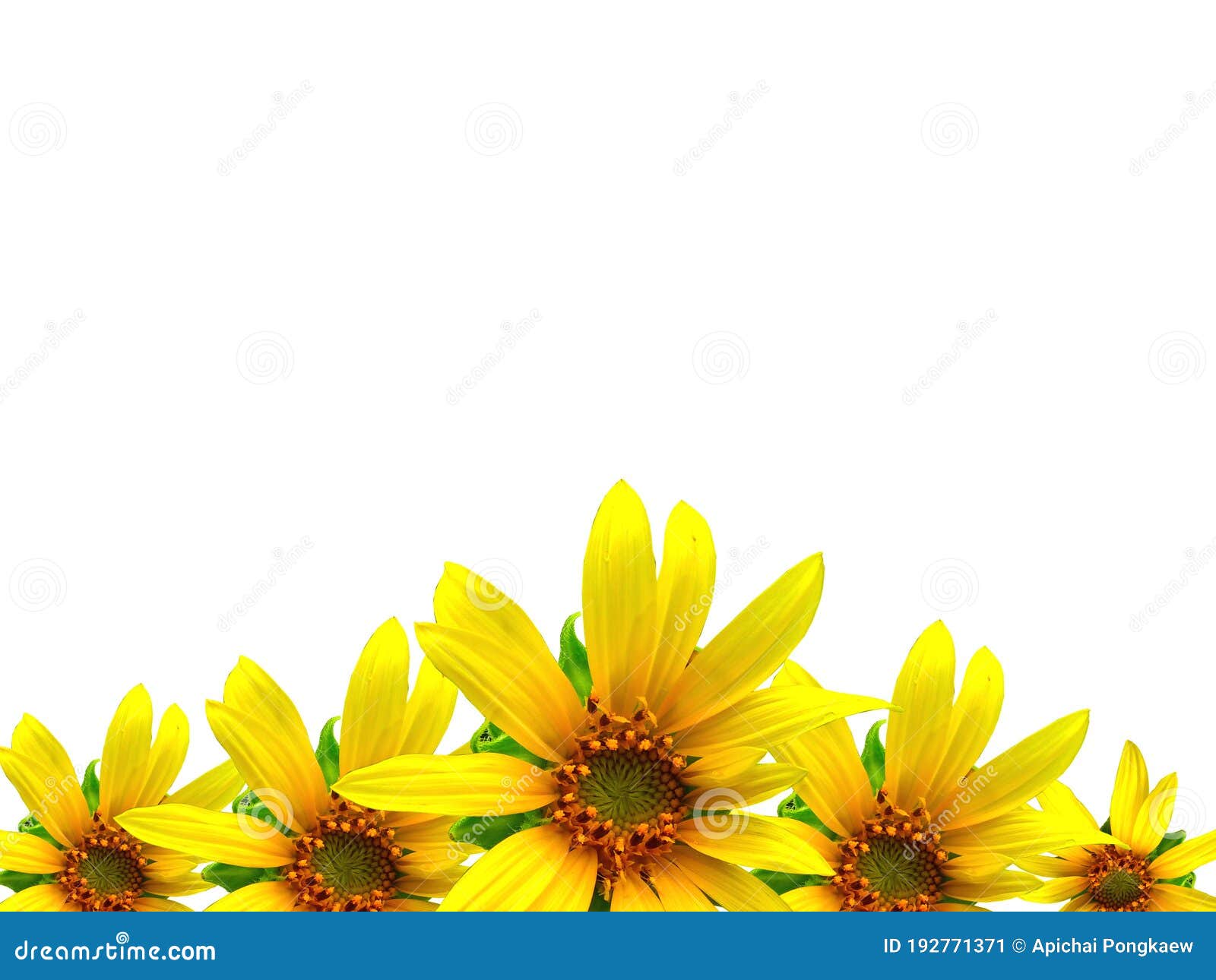 Sunflower bottom corner stock image. Image of botany - 192771371