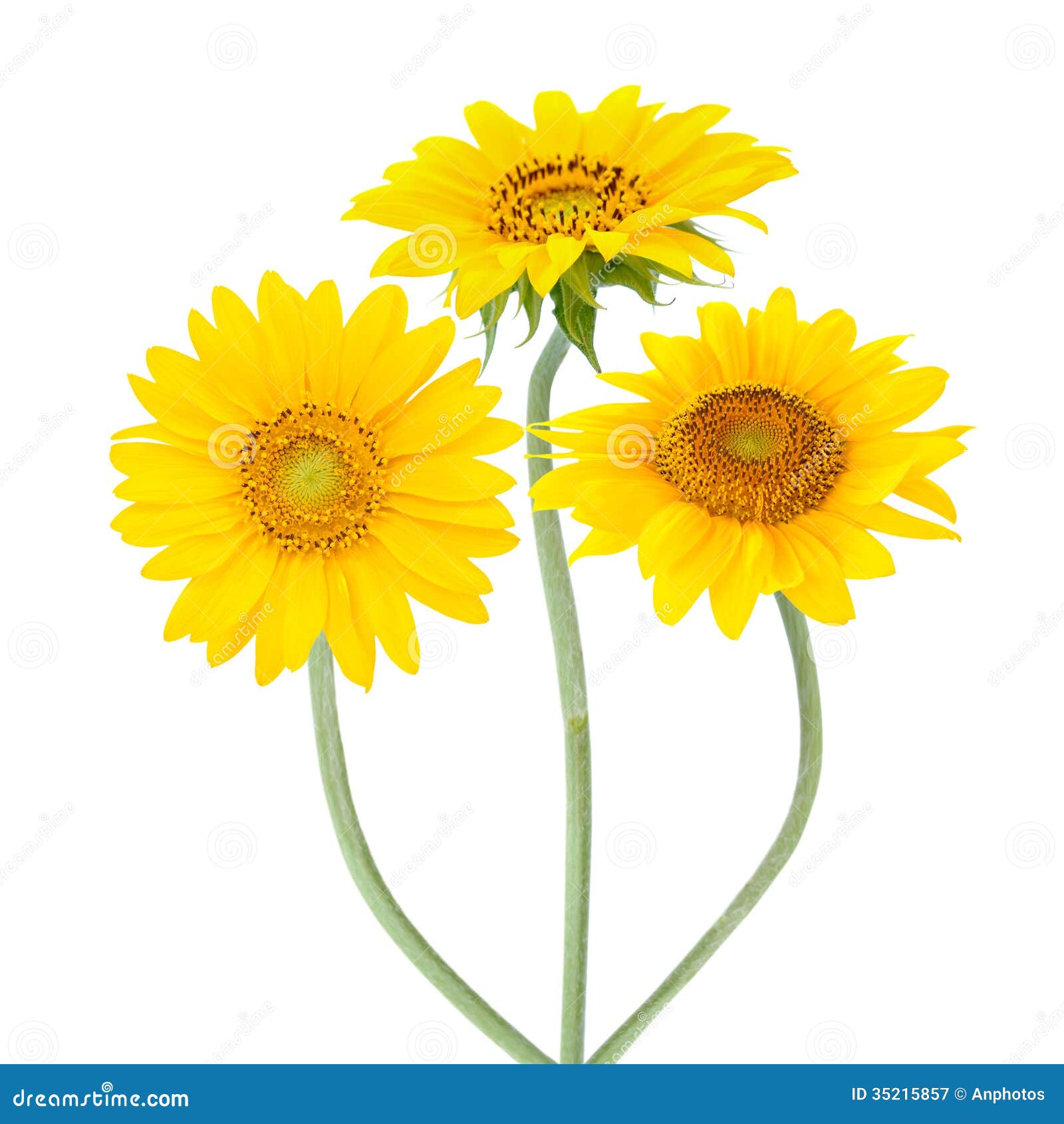 Sunflower stock image. Image of natural, organic, flower - 35215857