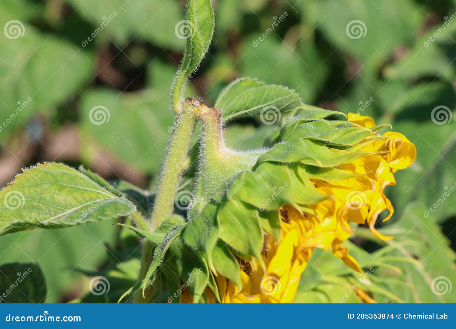 The Sunflower is Broken because of Its Heavy Weight Stock Photo - Image ...
