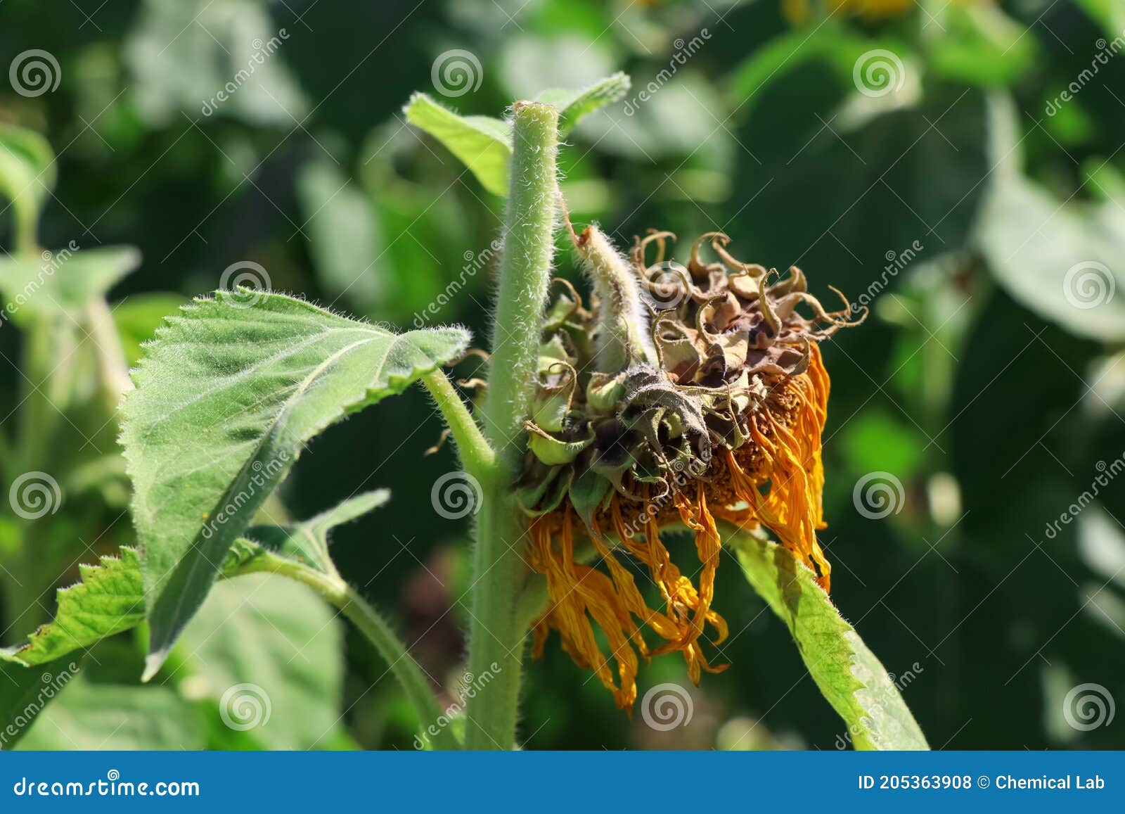 The Sunflower is Broken because of Its Heavy Weight Stock Photo - Image ...