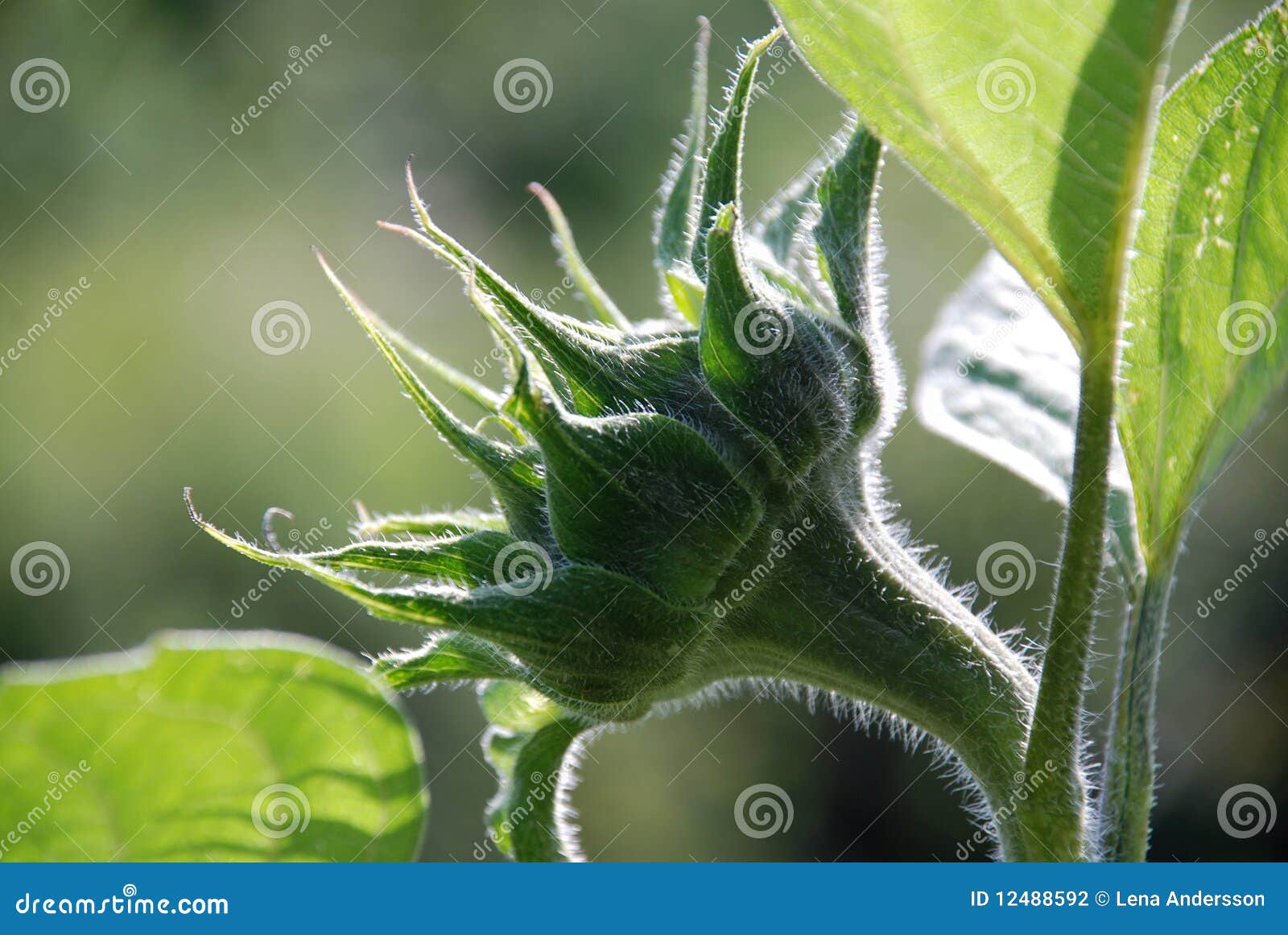 Sunflower bud stock photo. Image of sunflower, summer - 12488592
