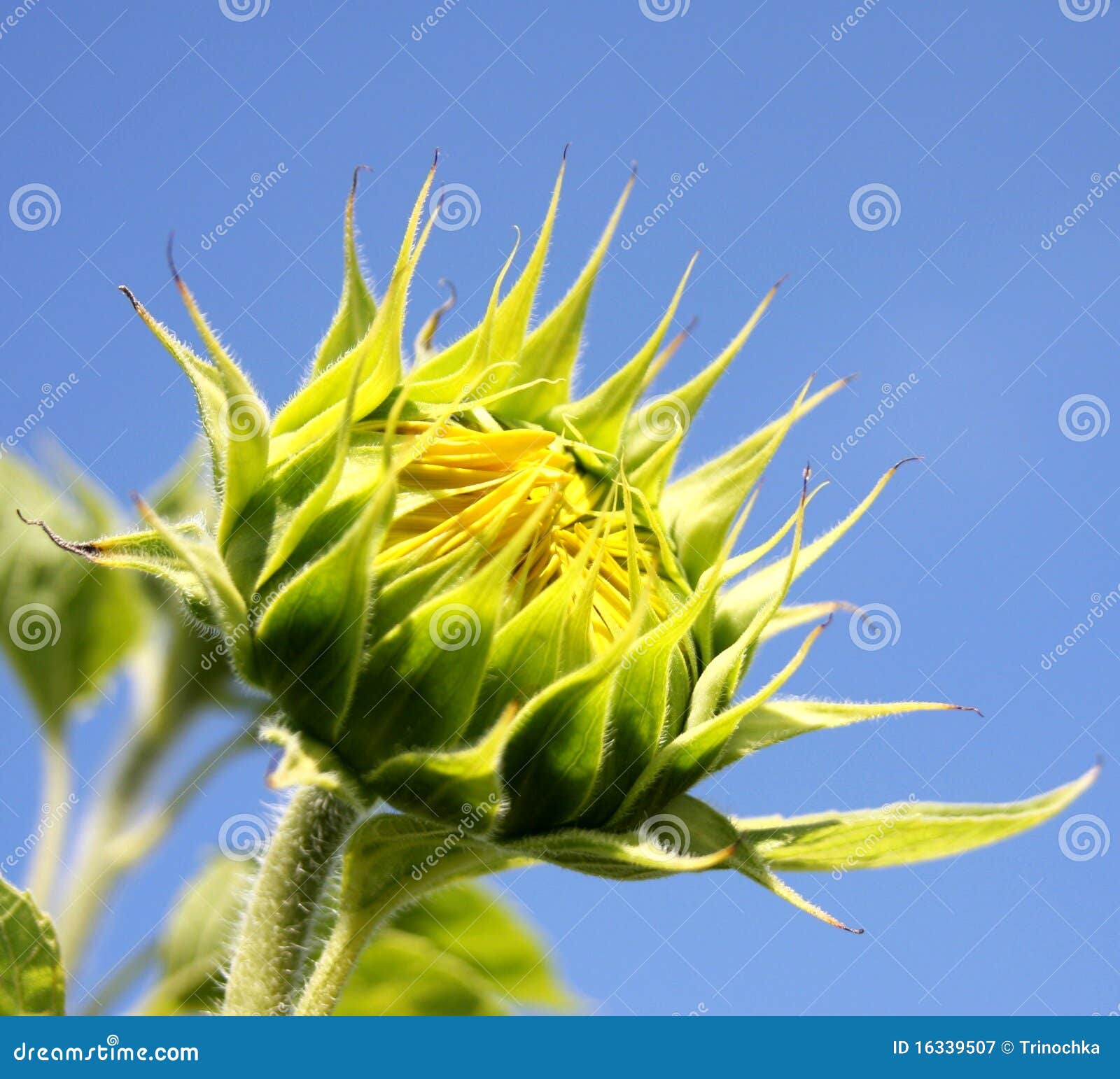 Sunflower bud stock image. Image of flora, closeup, floral - 16339507