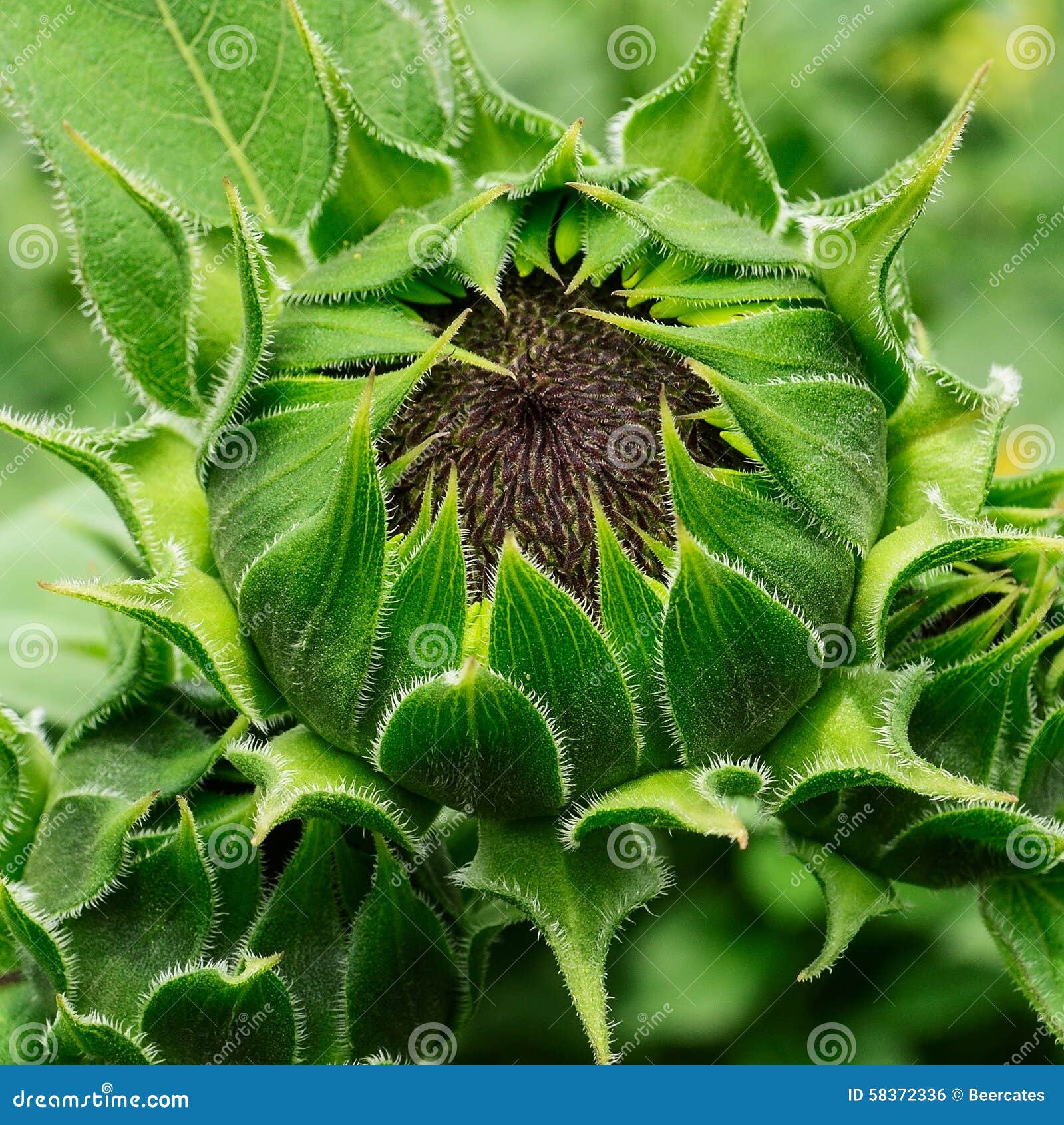 Sunflower in bud stock photo. Image of sunflower, detail - 58372336