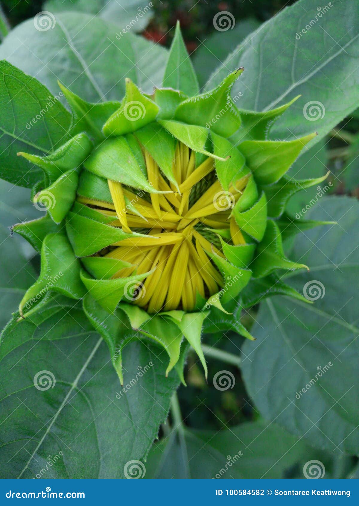 Sunflower bud stock photo. Image of nature, little, flower - 100584582