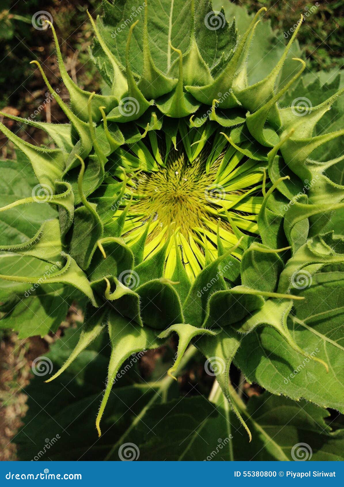 Sunflower Bud stock photo. Image of purity, sunflower - 55380800