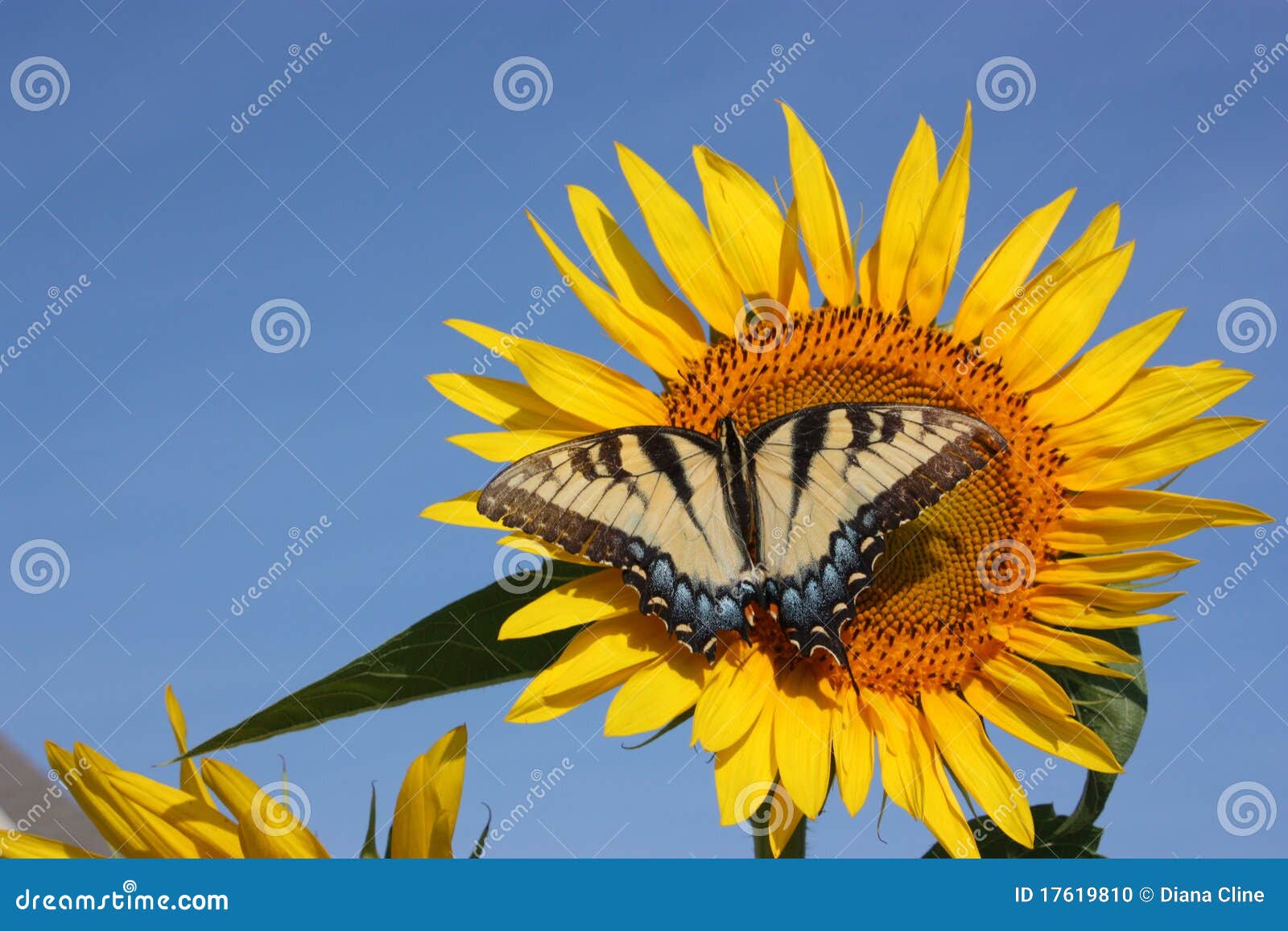 Sunflower & Butterfly stock photo. Image of sturdy - 17619810