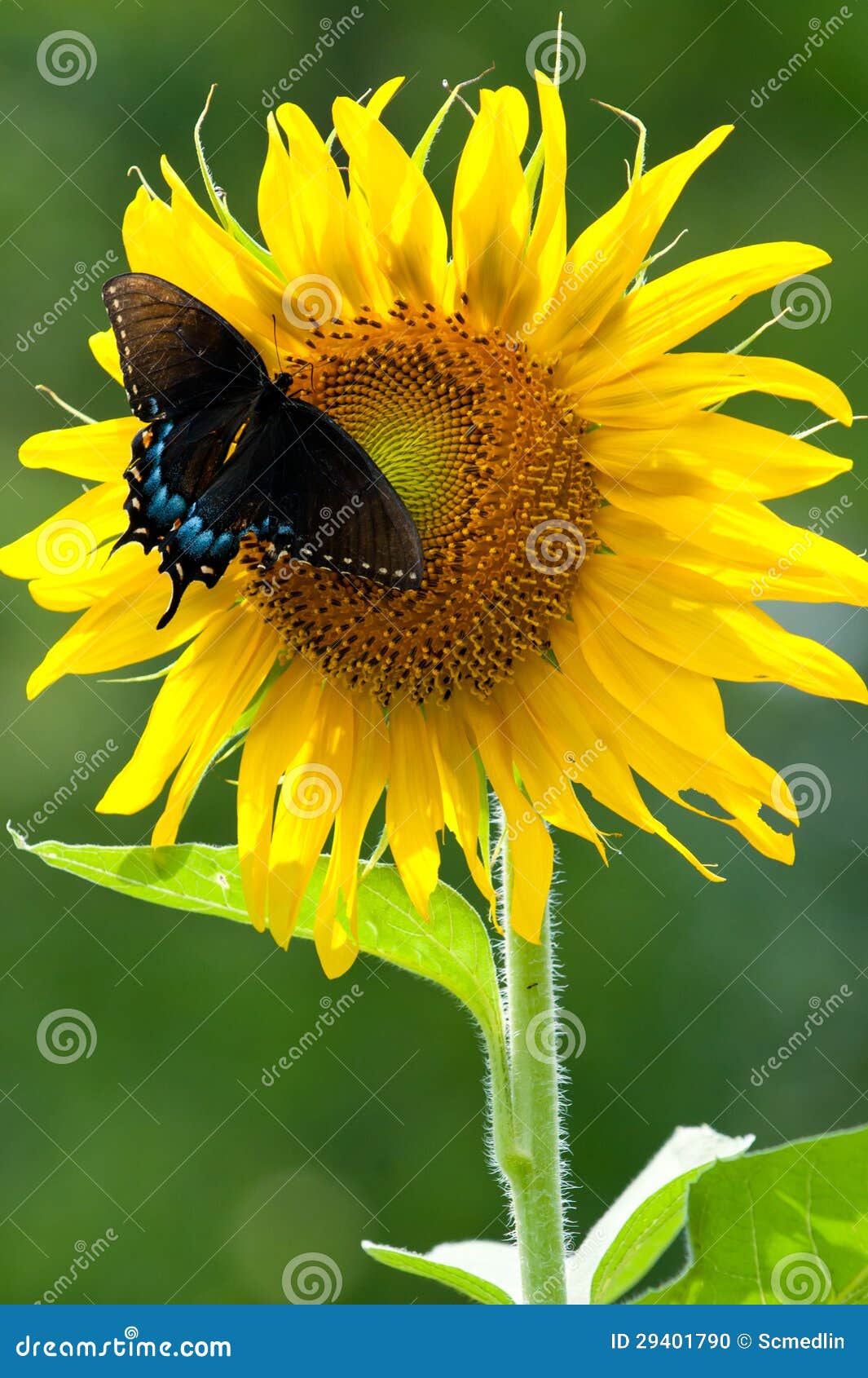 Sunflower Butterfly stock photo. Image of butterfly, gardens - 29401790