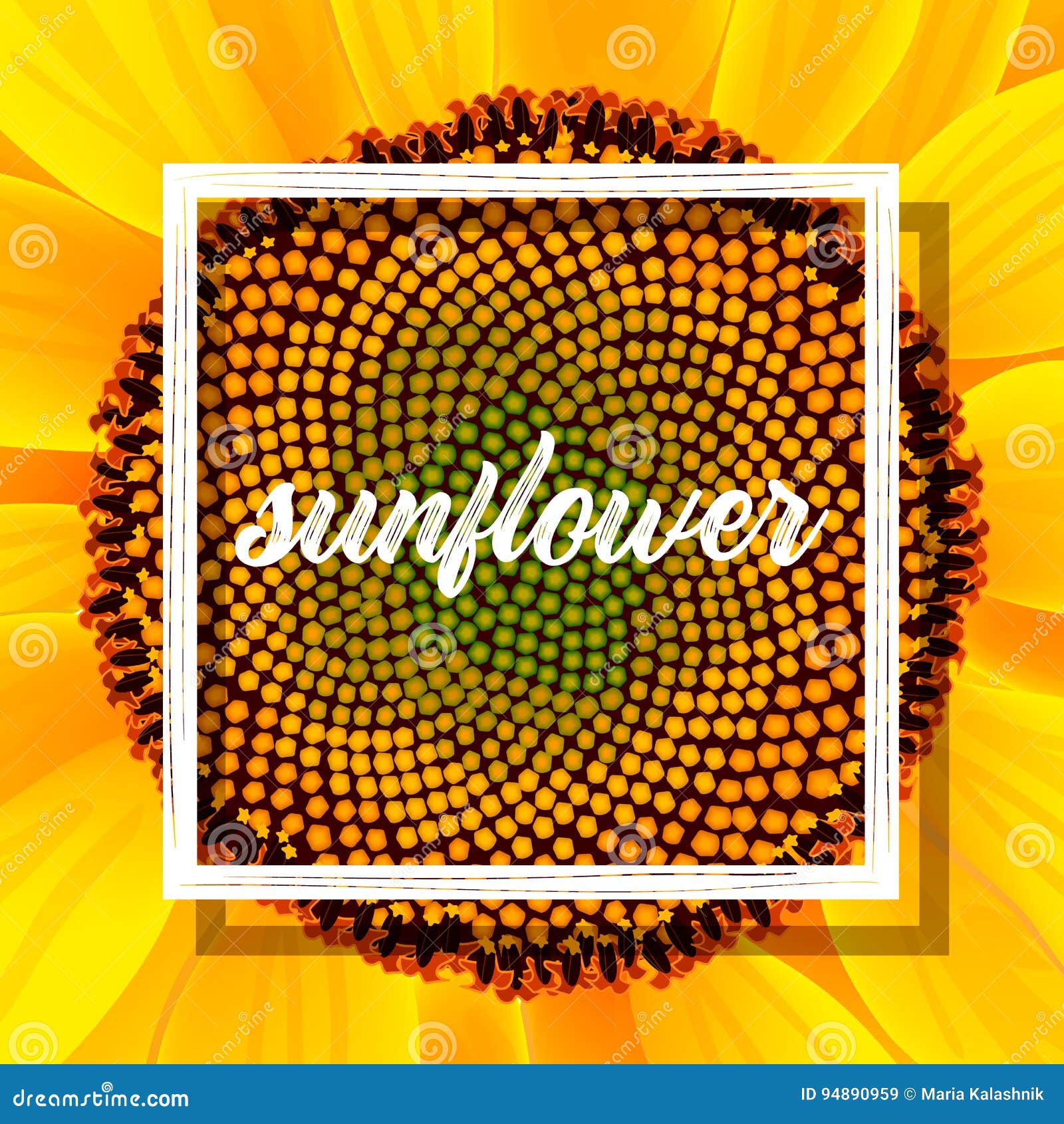 Sunflower Card with White Frame Stock Illustration - Illustration of ...