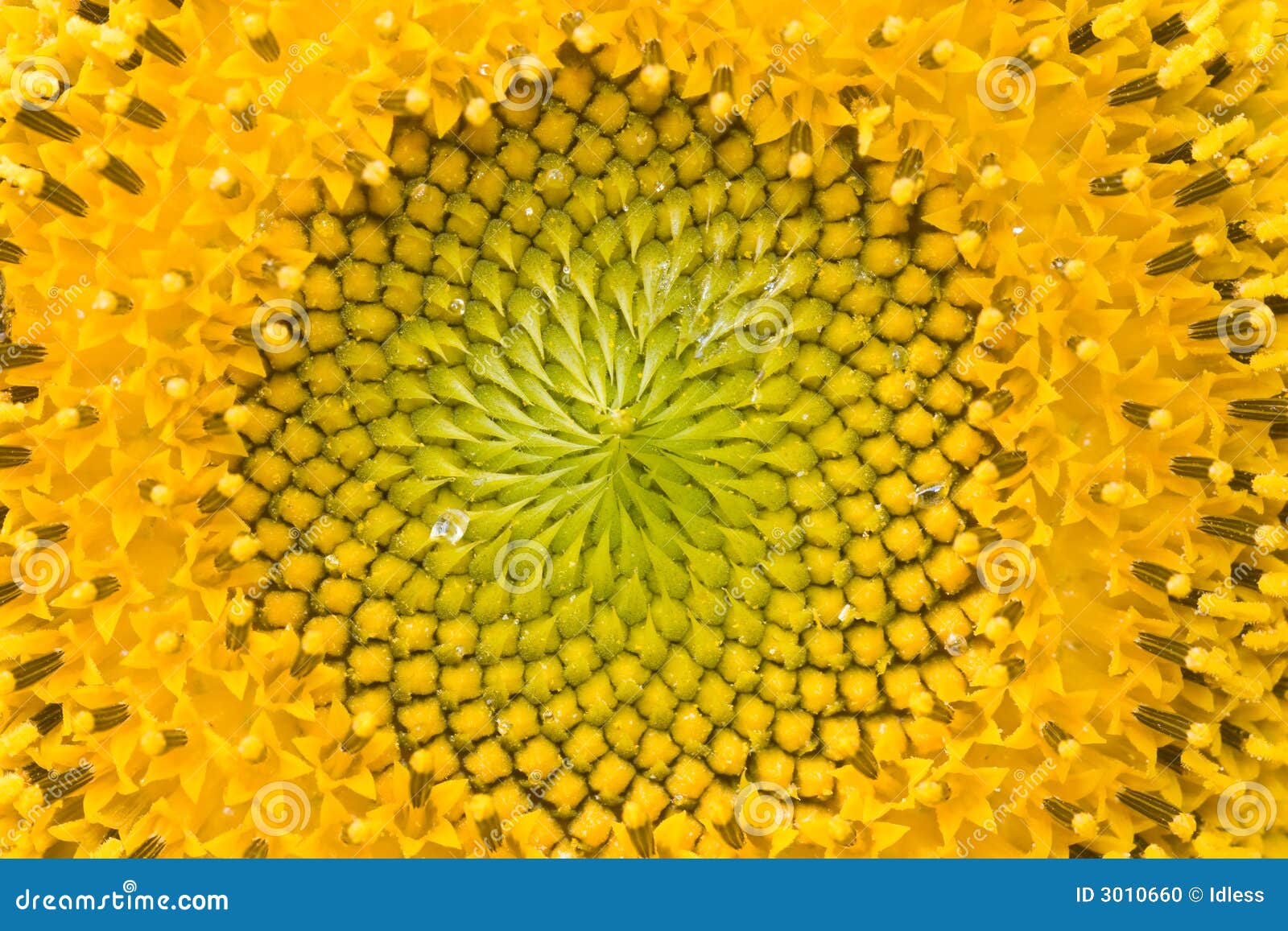 Sunflower center stock photo. Image of close, circle, yellow - 3010660