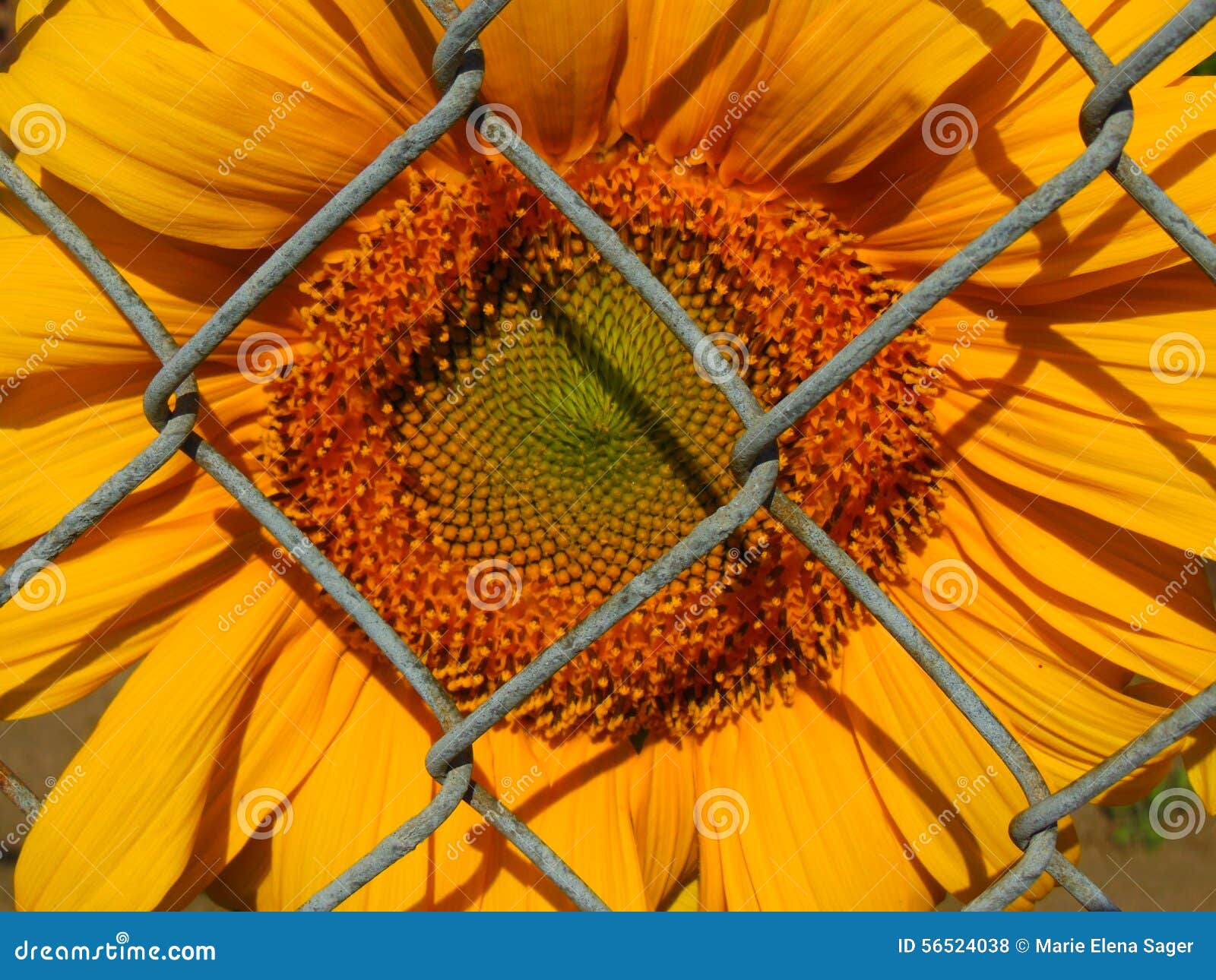 Sunflower through Chain Fence Stock Photo - Image of patterned, close ...