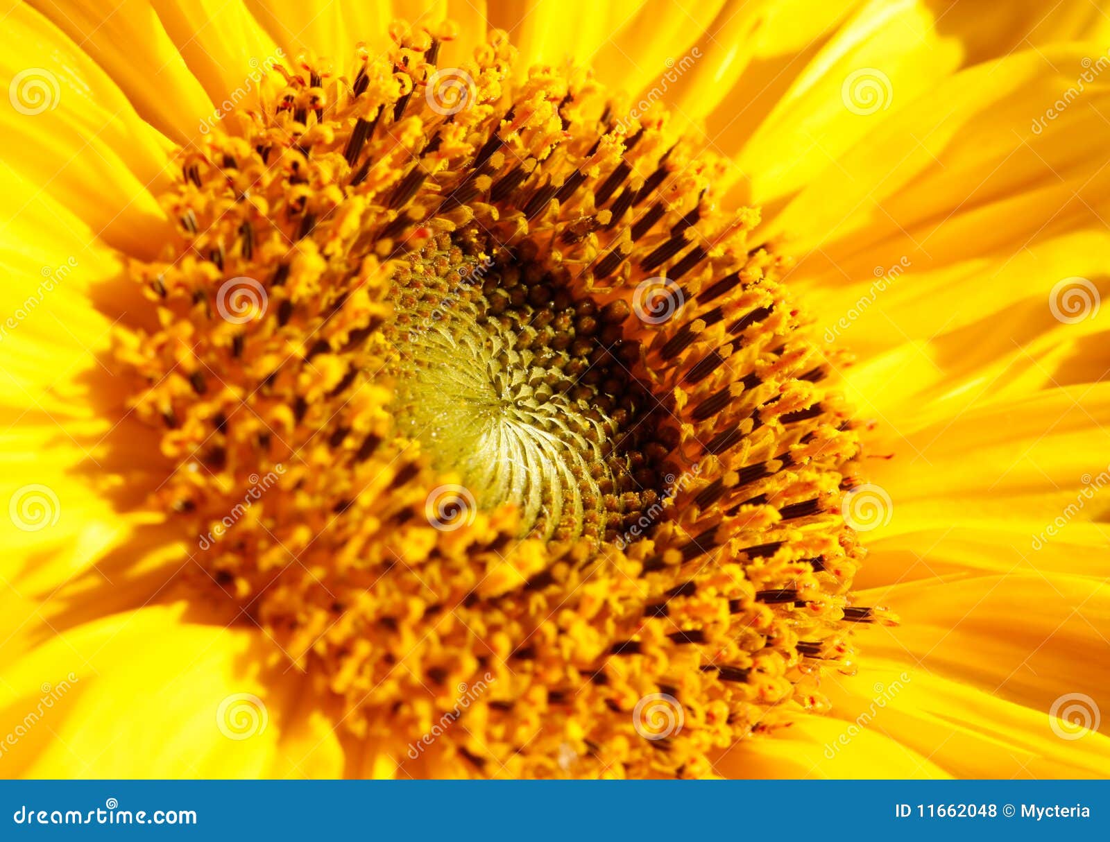 Sunflower close-up stock photo. Image of cheerful, focus - 11662048