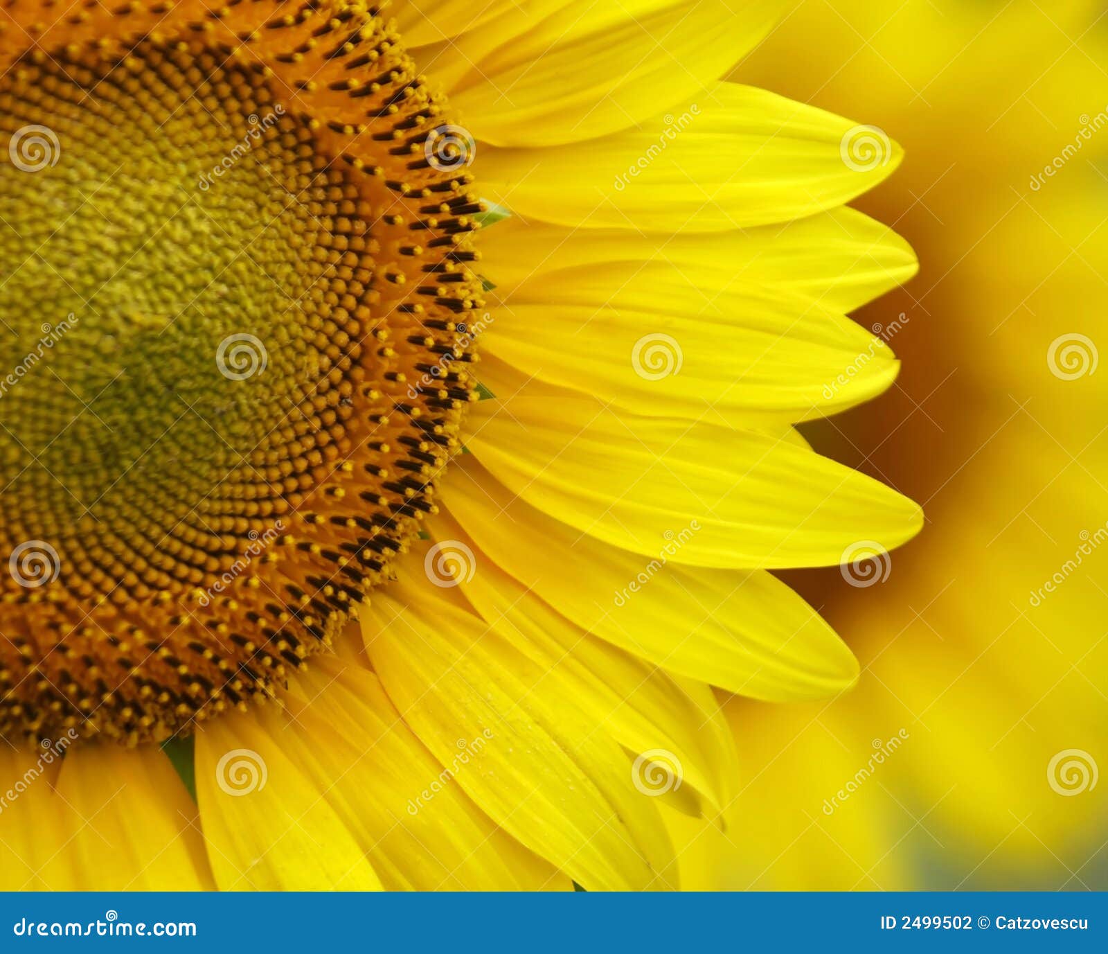 Sunflower Close-up Details Of The Sunflower Disk And The Ray And Tiny ...