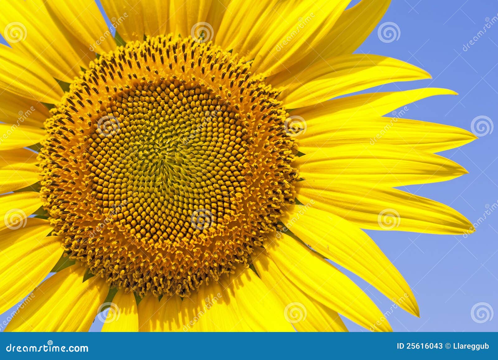 Sunflower close up stock image. Image of yellow, sunflower - 25616043