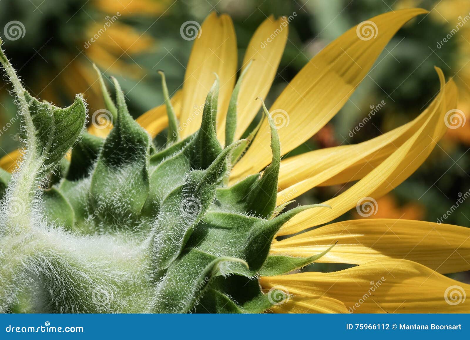 Sunflower stock photo. Image of growth, field, green - 75966112