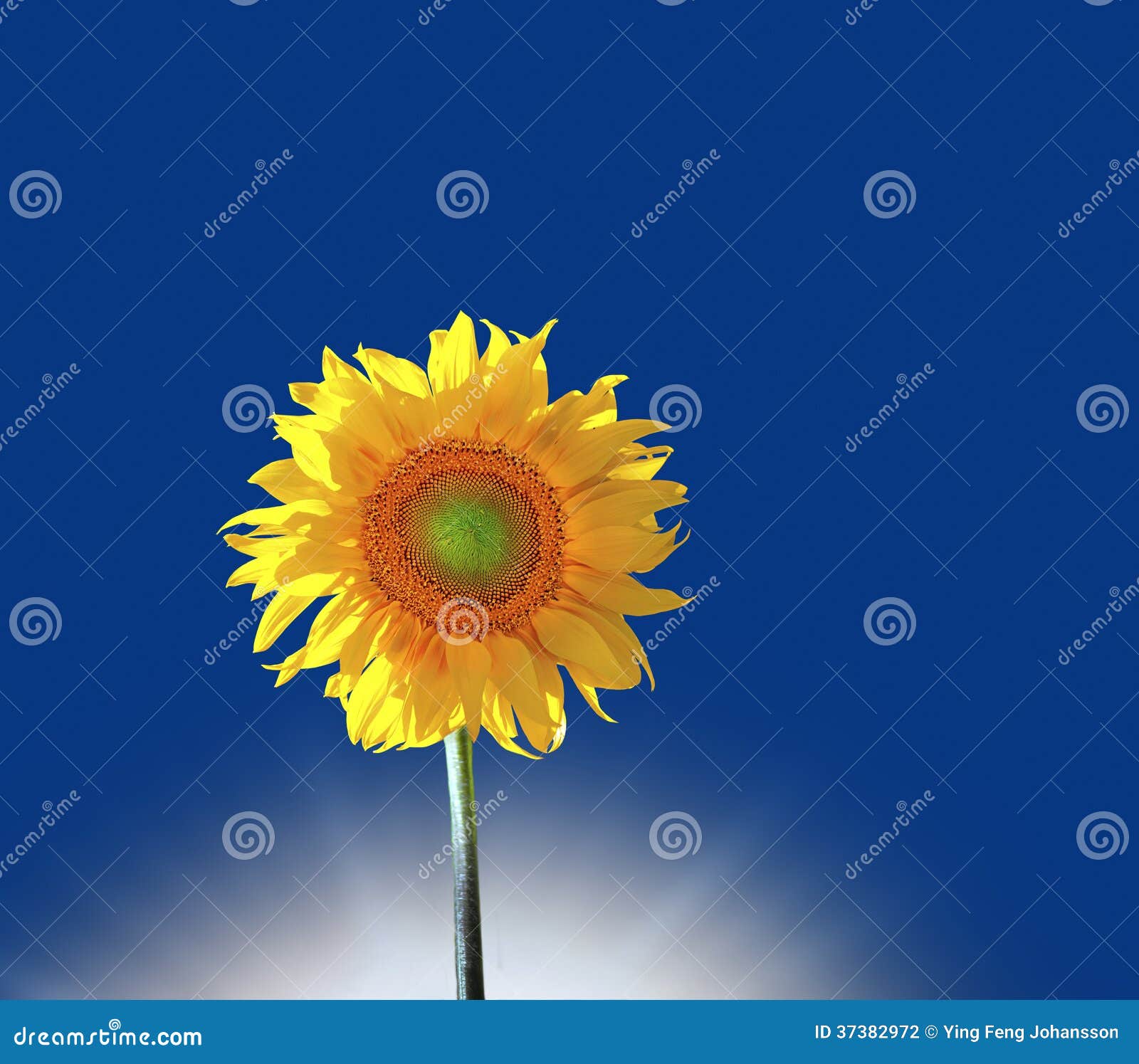 Sunflower stock photo. Image of close, blue, sunflower - 37382972