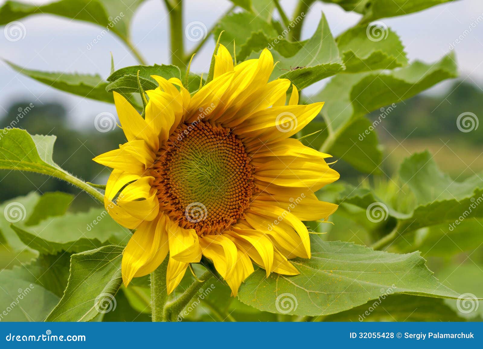 Sunflower stock photo. Image of corolla, meadow, nature - 32055428