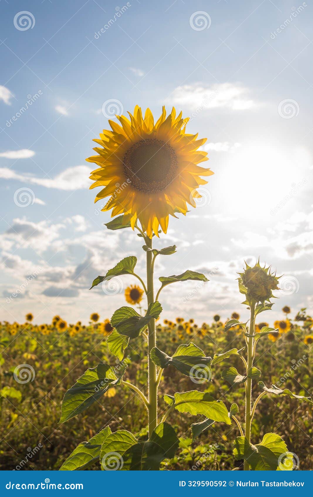 Sunflower Close-up in the Glare of the Sun Rays Stock Photo - Image of ...