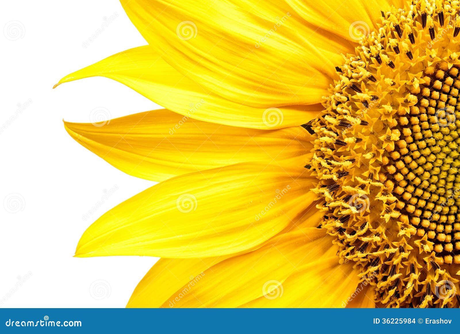 Sunflower stock photo. Image of pretty, orange, colorful - 36225984