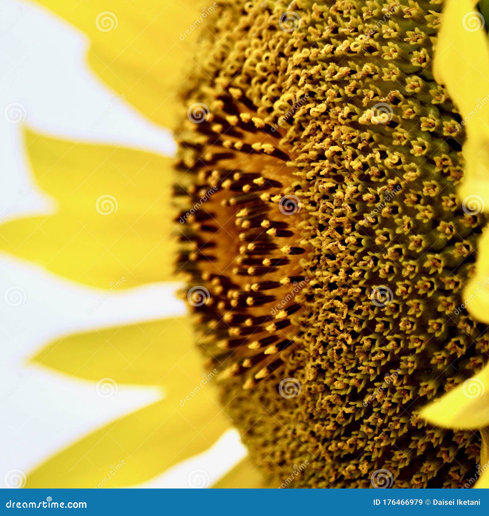 Disk Florets of Sunflower in Japanese Field. Stock Image - Image of ...