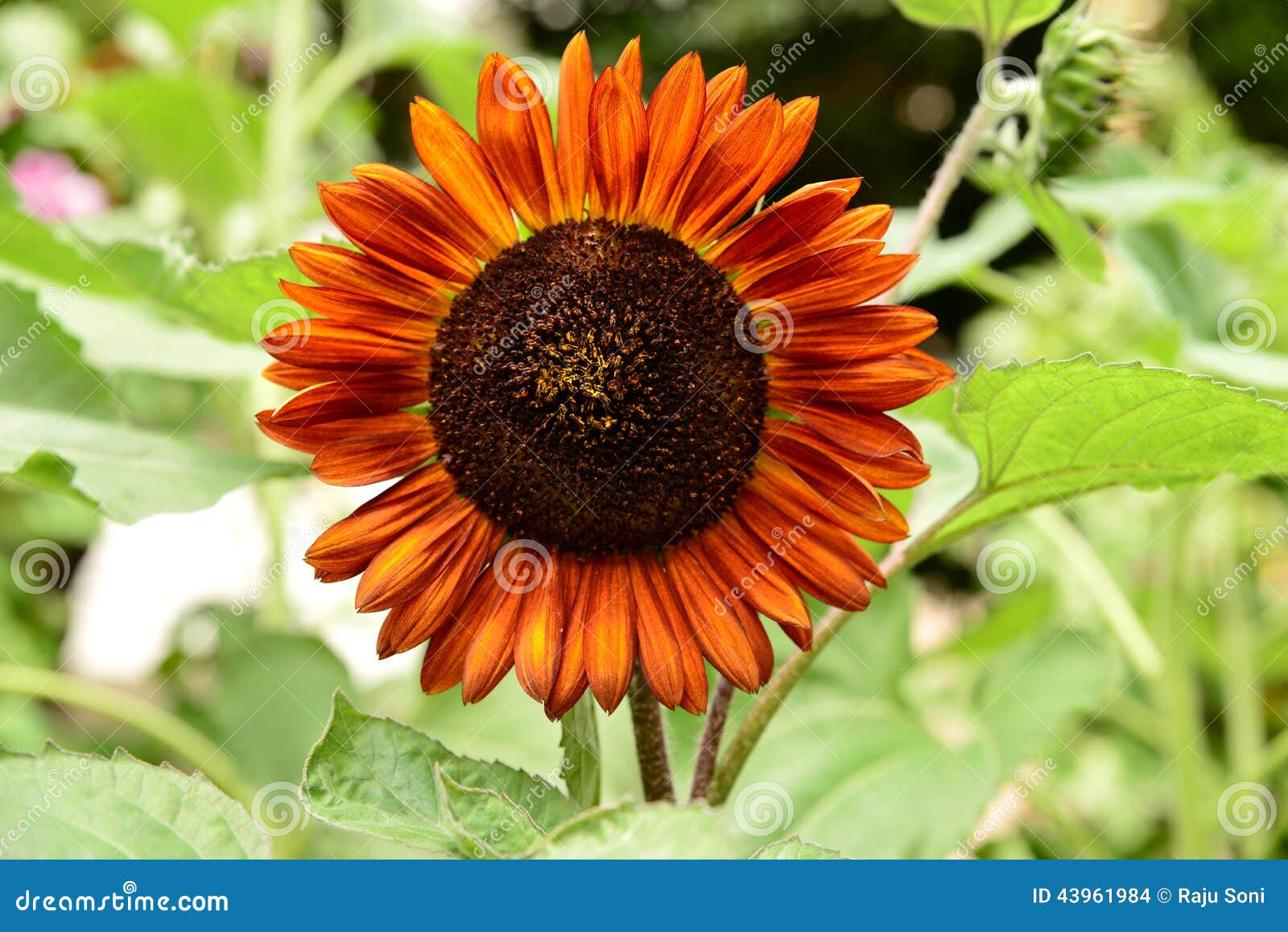 Dark Brown Sunflower stock photo. Image of colored, foliage - 43961984