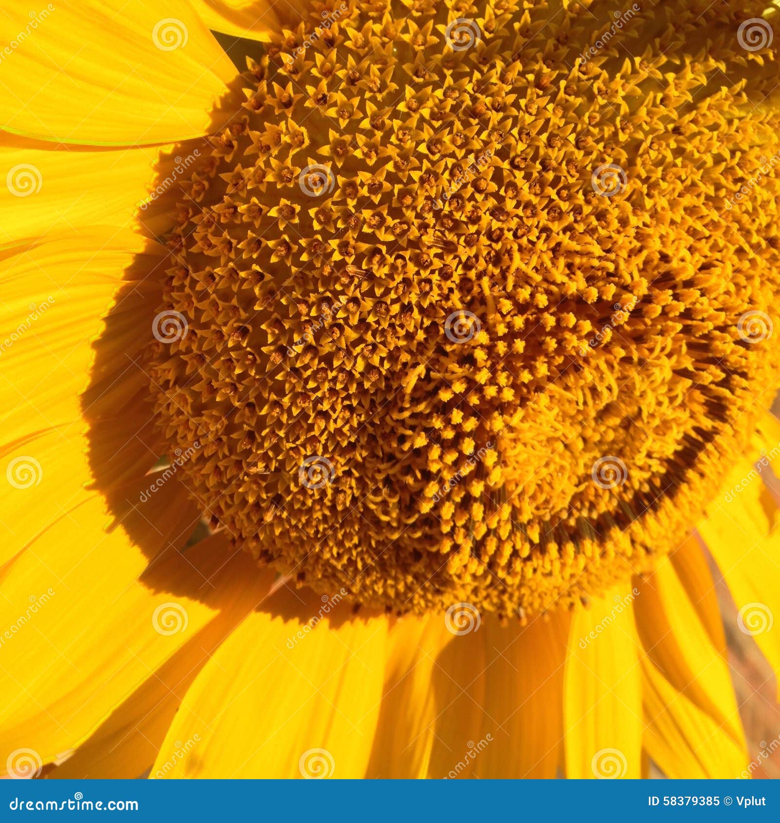 Sunflower stock image. Image of plants, yellow, close - 58379385