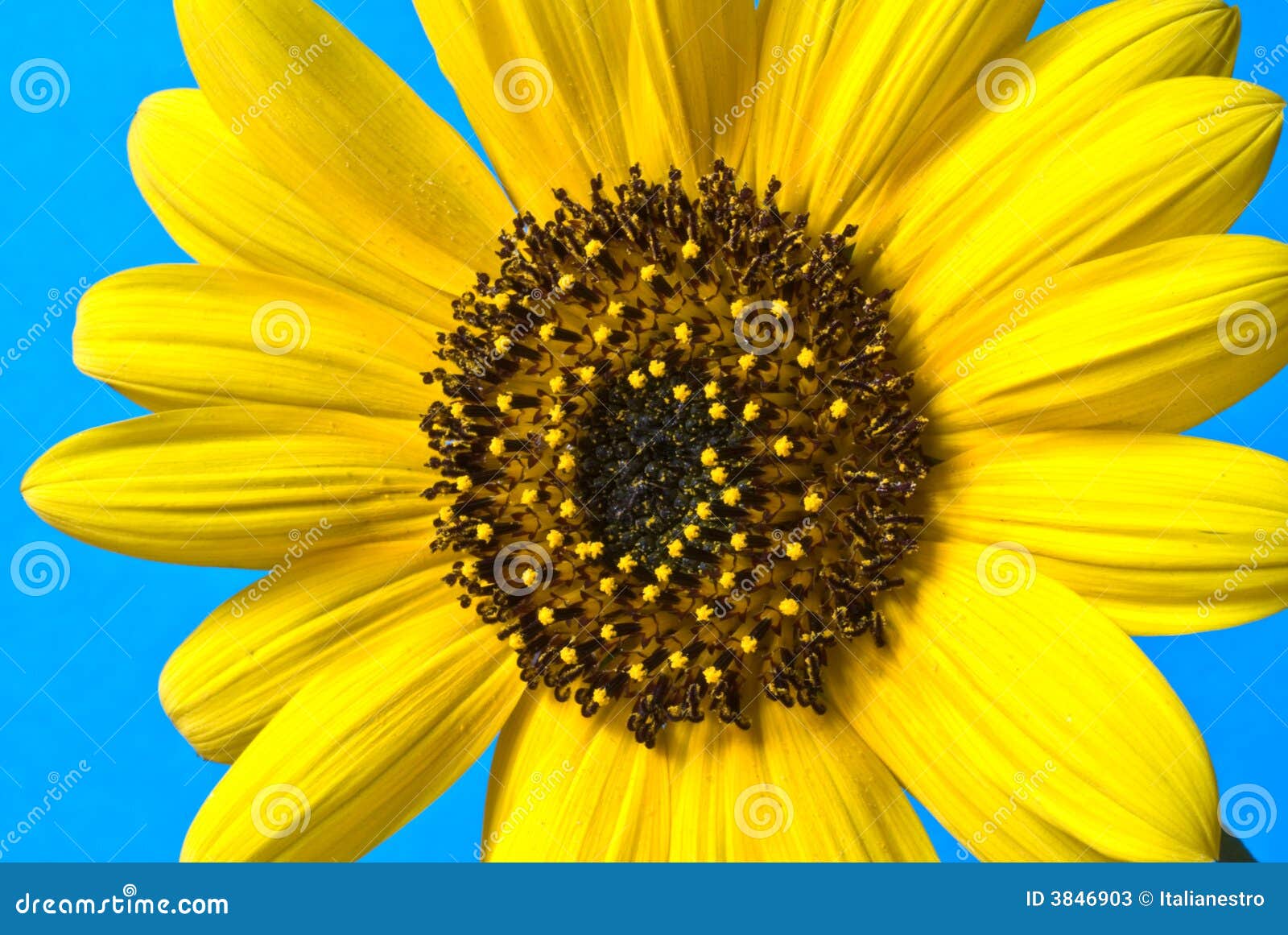 Sunflower closeup stock image. Image of floral, happiness - 3846903