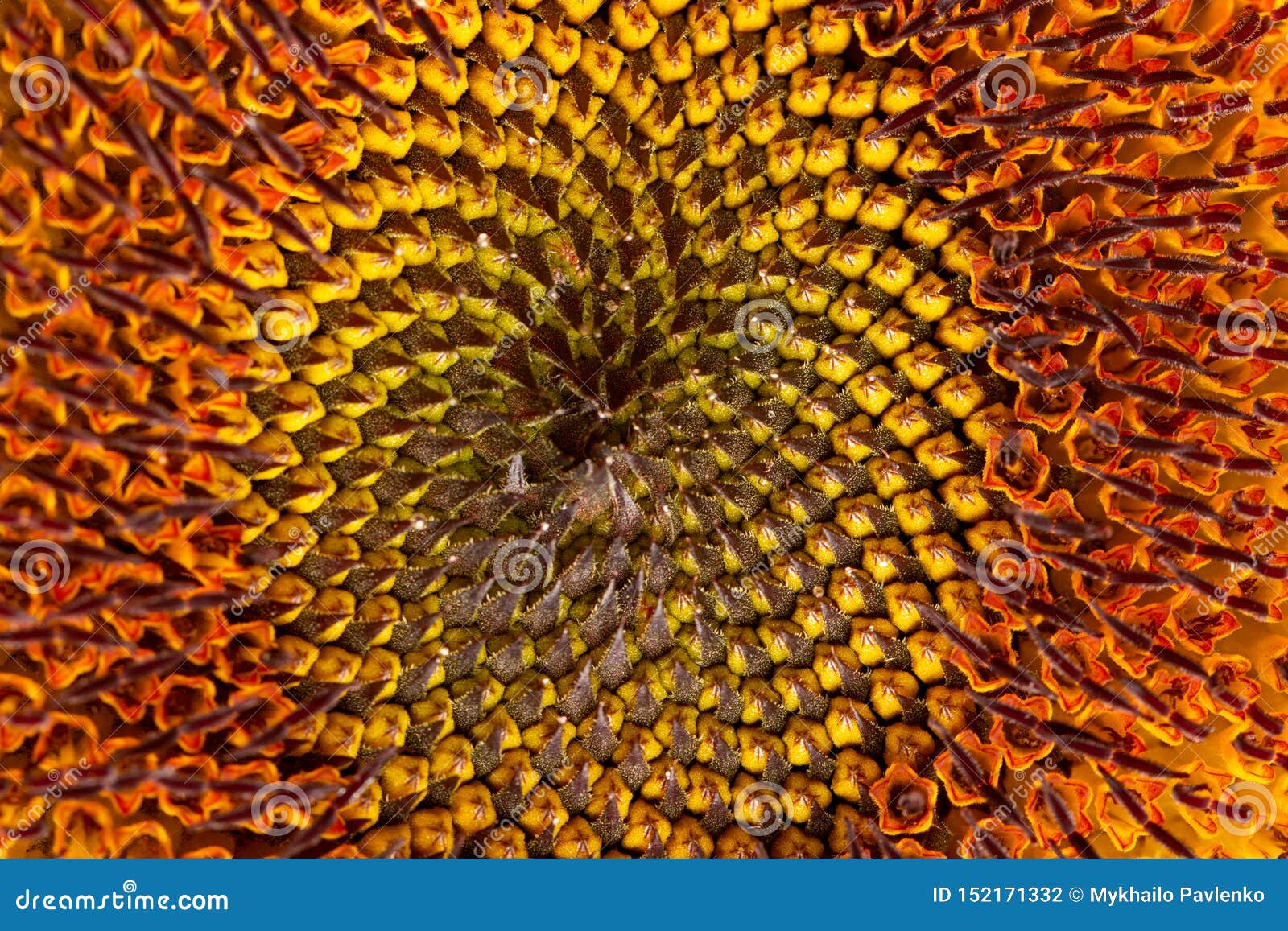 Sunflower Closeup of the Center of the Flower. Clearly Visible Seed ...