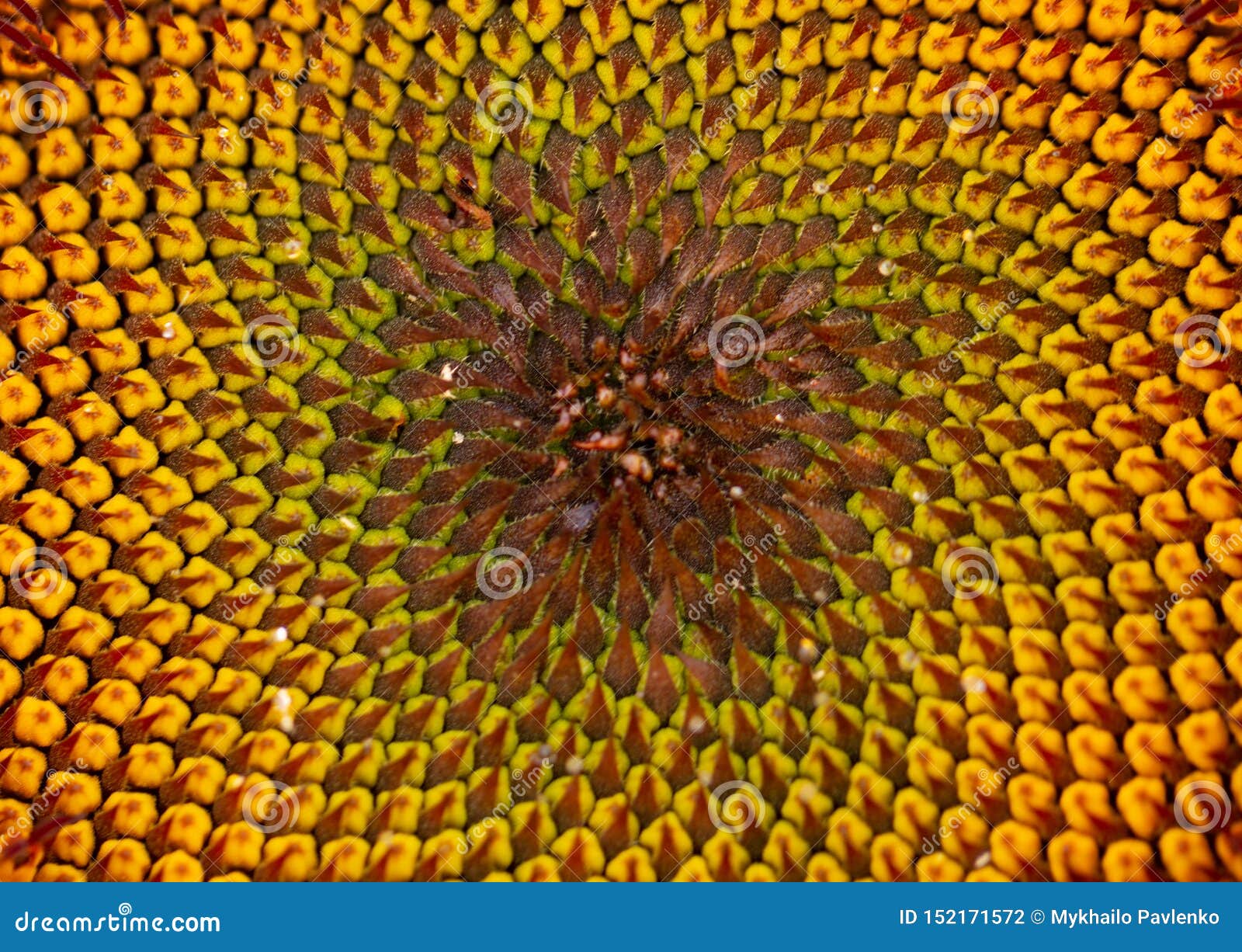 Sunflower Closeup of the Center of the Flower. Clearly Visible Seed ...