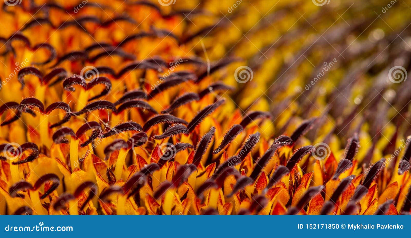 Sunflower Closeup of the Center of the Flower. Clearly Visible Seed ...