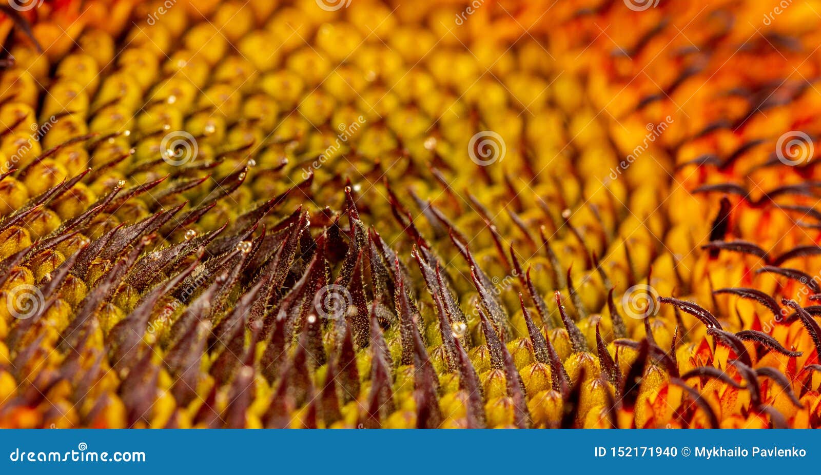 Sunflower Closeup of the Center of the Flower. Clearly Visible Seed ...