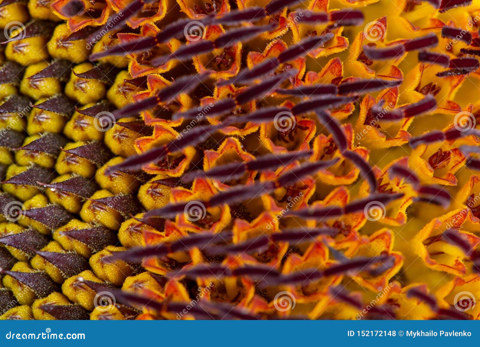 Sunflower Closeup of the Center of the Flower. Clearly Visible Seed ...