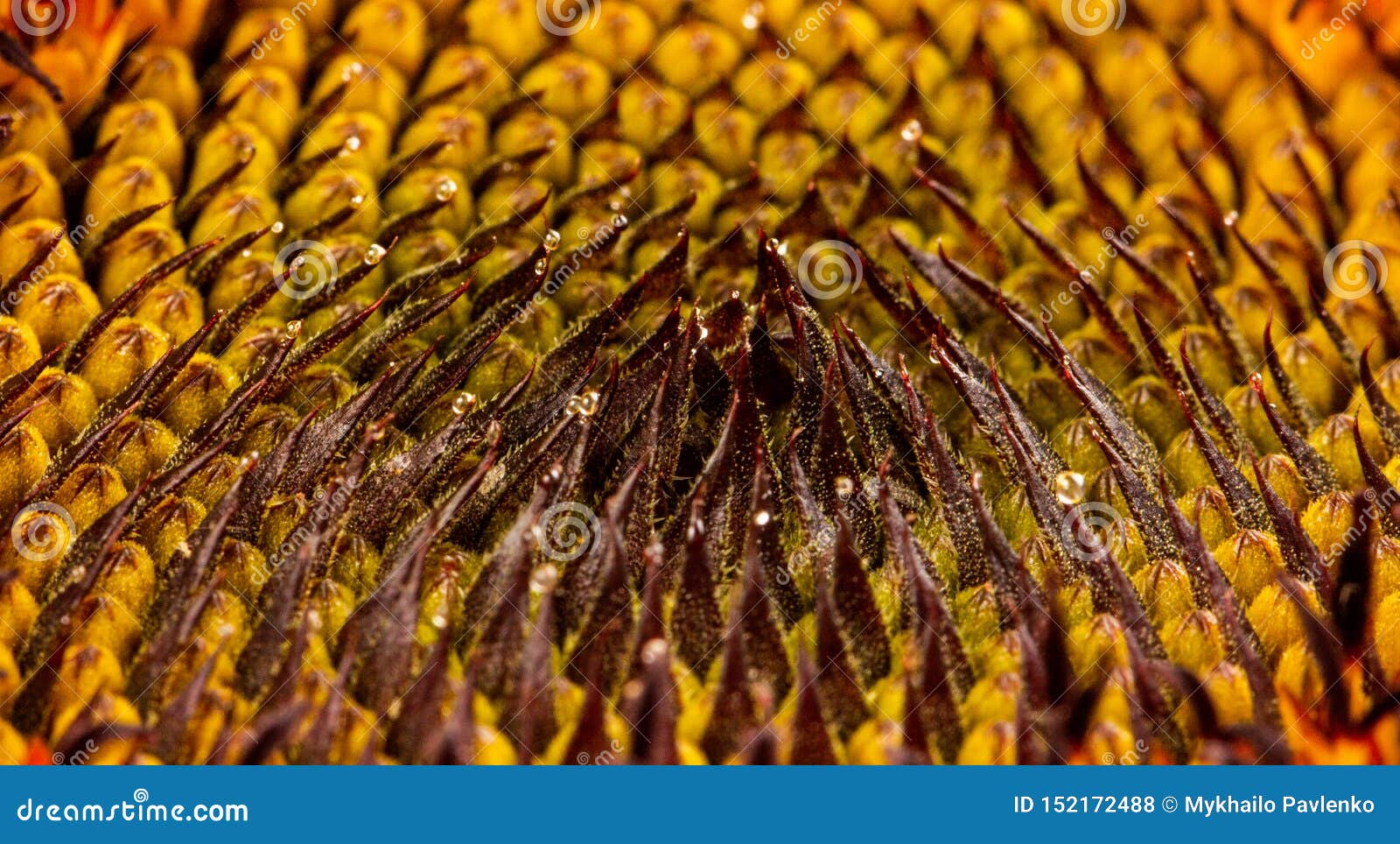 Sunflower Closeup of the Center of the Flower. Clearly Visible Seed ...