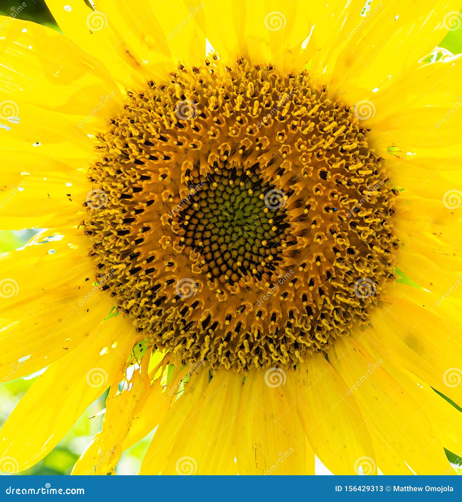 Sunflower Close Up of Disc Florets and Seeds Stock Image - Image of ...