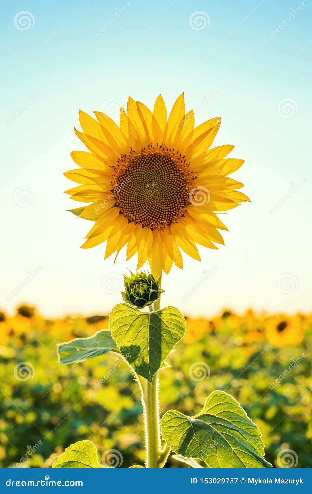 One Sunflower Closeup on Field in Sunset Stock Image - Image of leaf ...