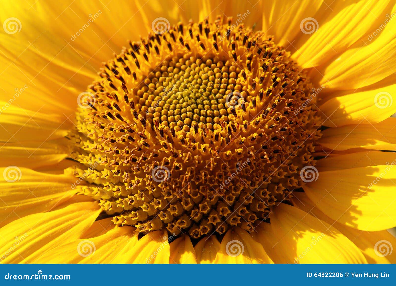 Sunflower Closeup, Petals, and the Core Stock Photo - Image of petal ...