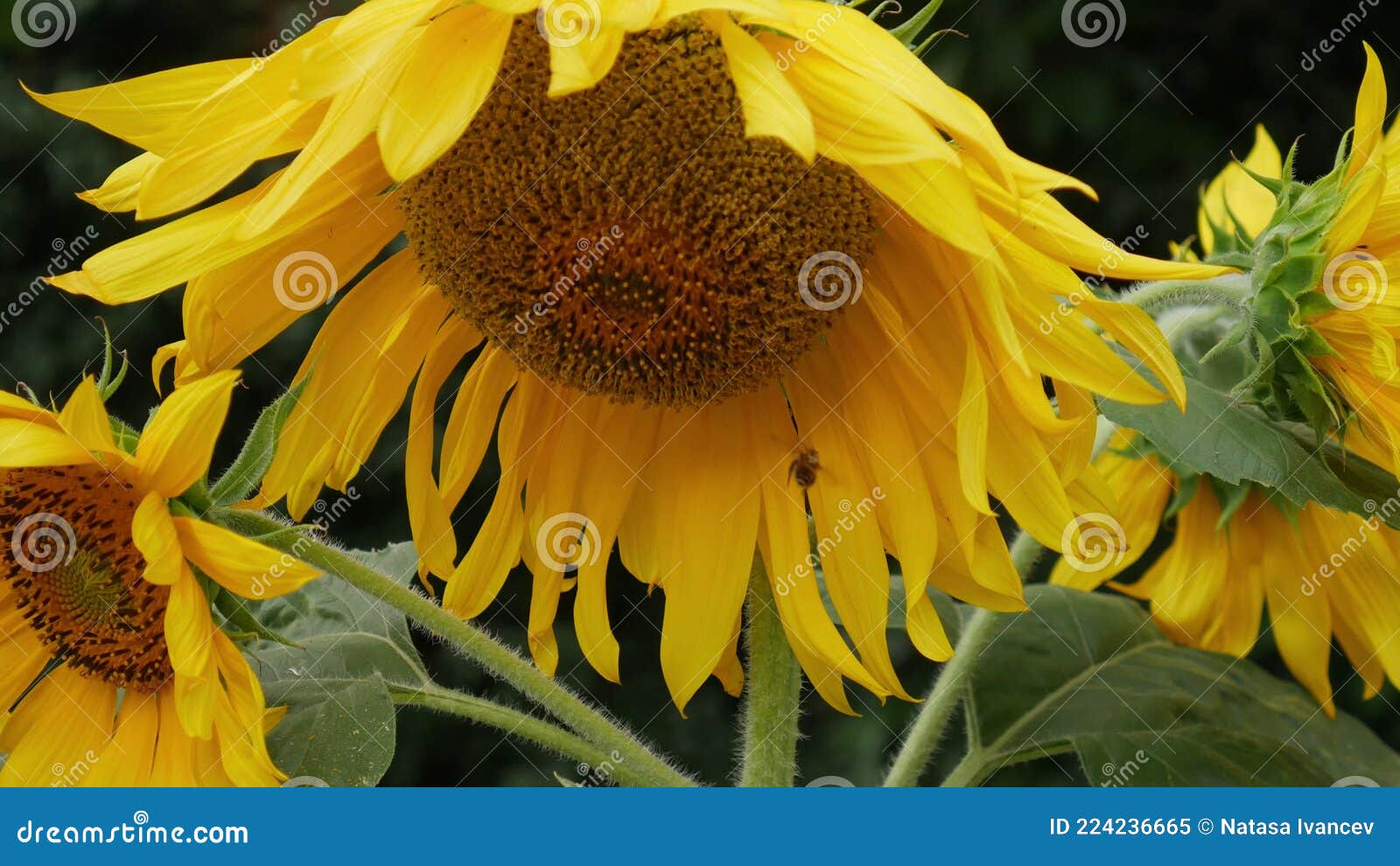 Sunflower during a Cloudy Day without Sun. Stock Video - Video of ...