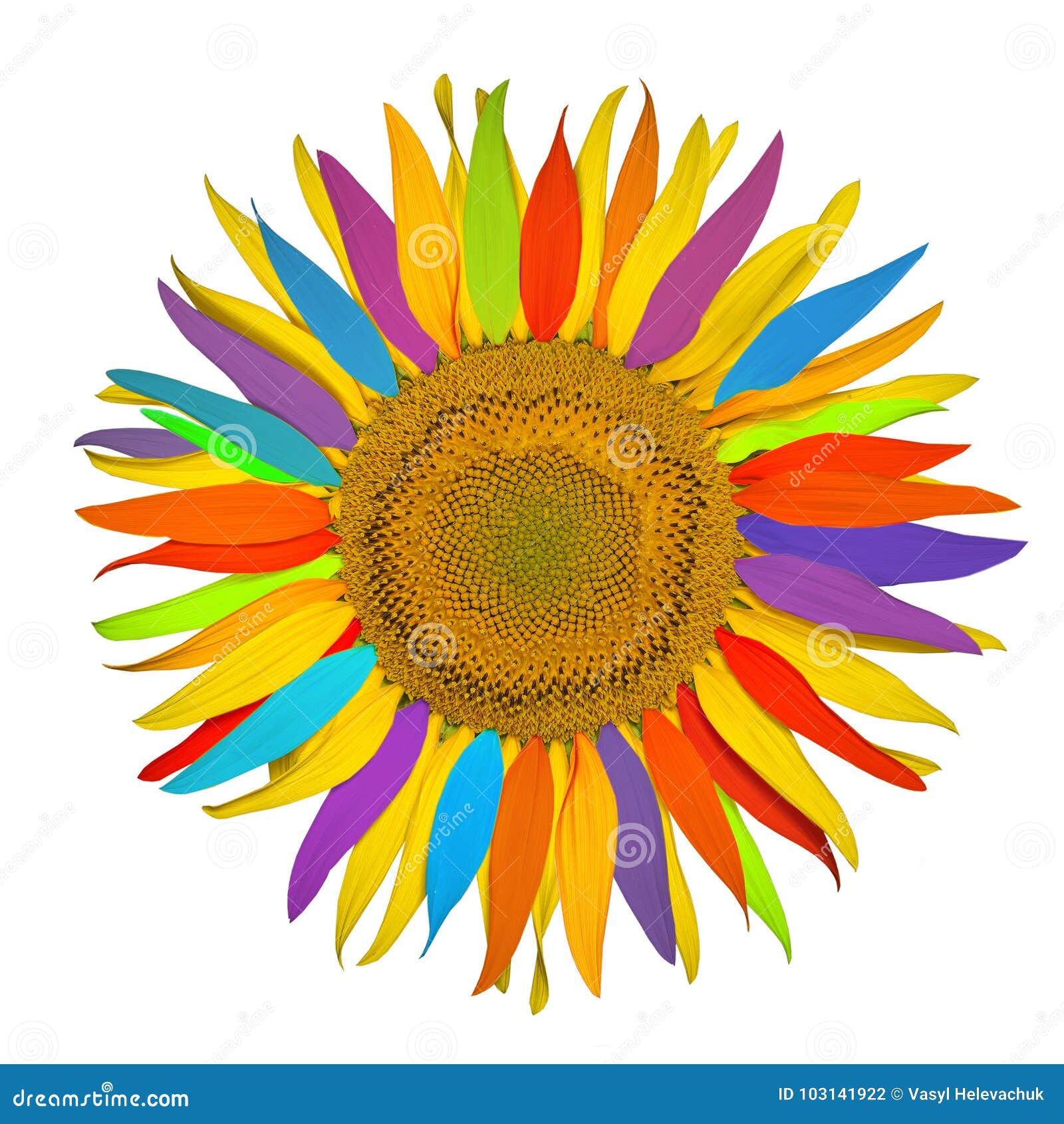 Sunflower stock photo. Image of white, light, colored - 103141922