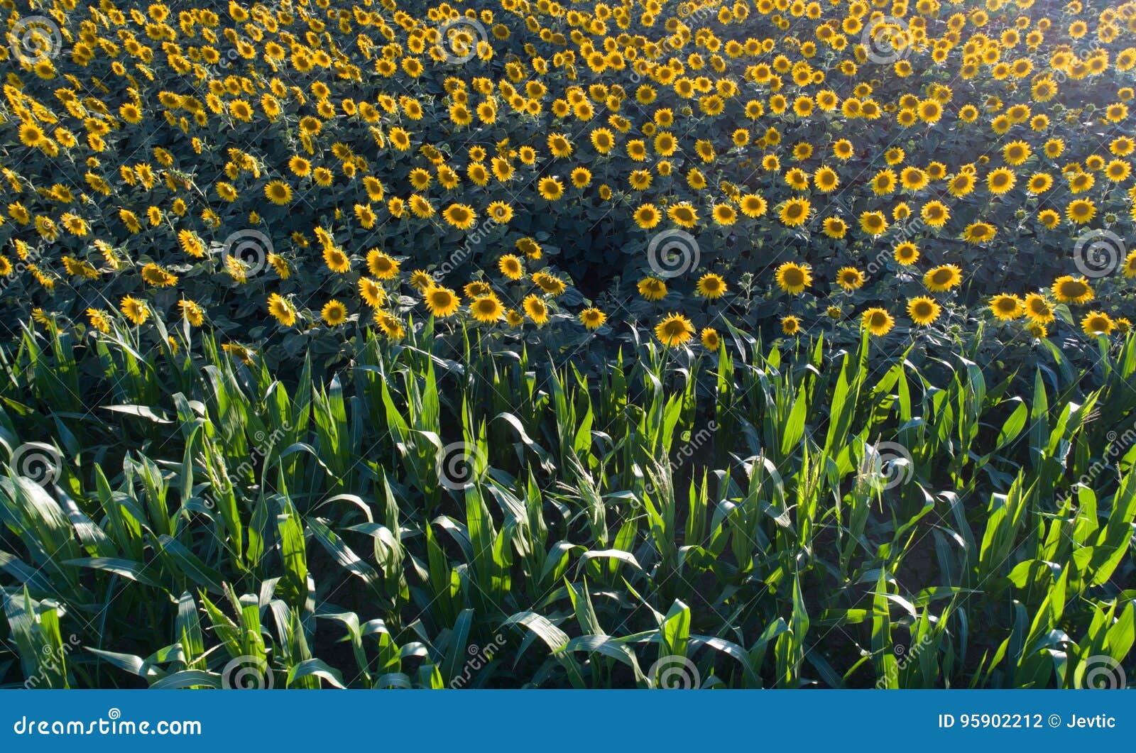 Sunflower and corn field stock photo. Image of aerial - 95902212