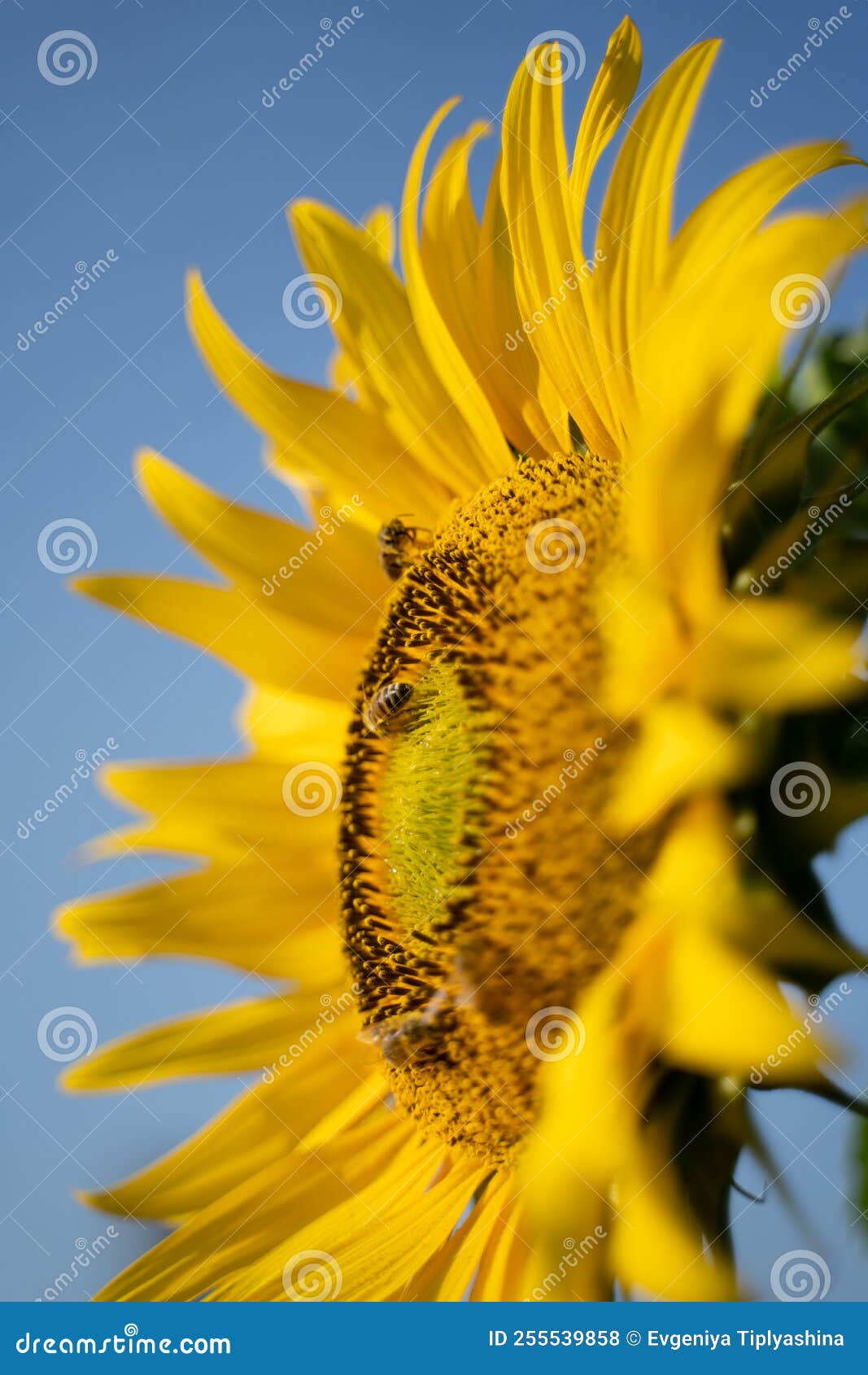 Sunflower covered in bees stock photo. Image of nectar - 255539858