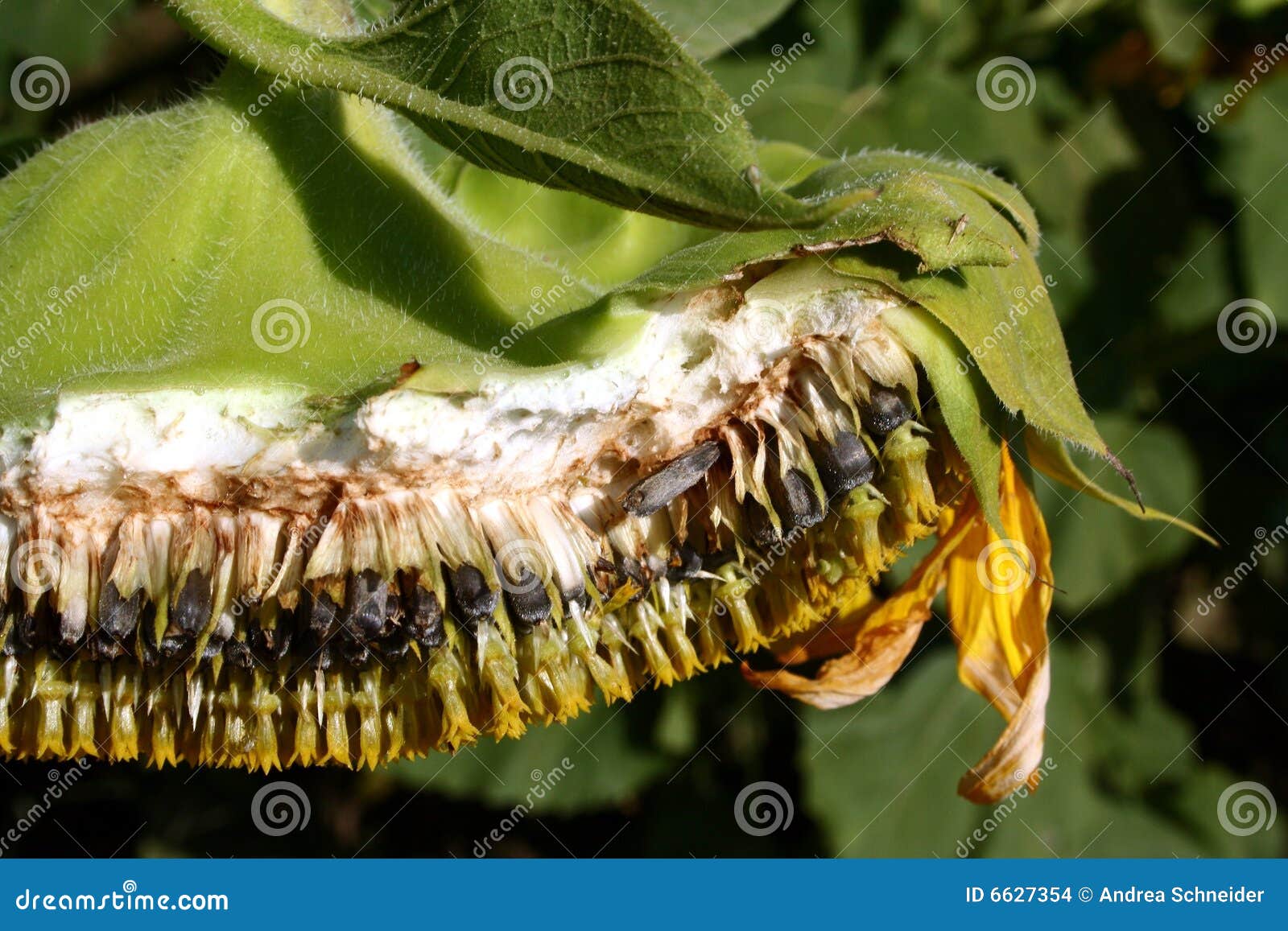 Sunflower Cross-Section stock photo. Image of cowley, nature - 6627354