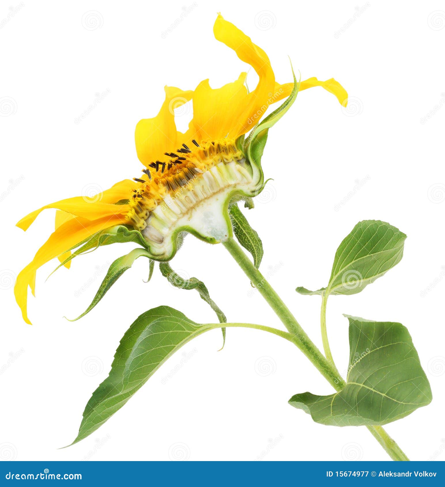 The Sunflower Cut Half-and-half Stock Image - Image of multi, blossom ...