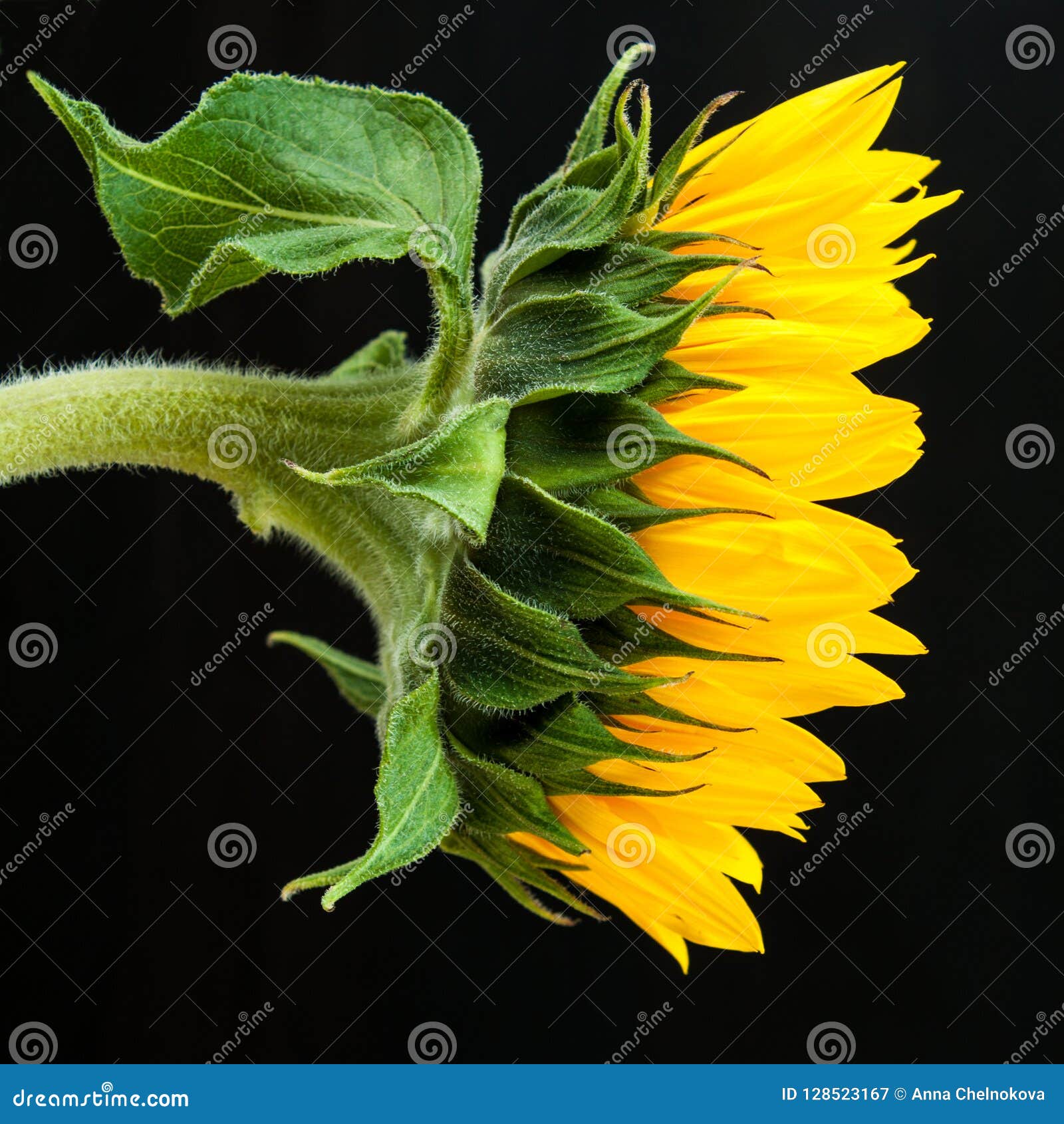 Sunflower on Dark Background. Stock Image - Image of background, fall ...